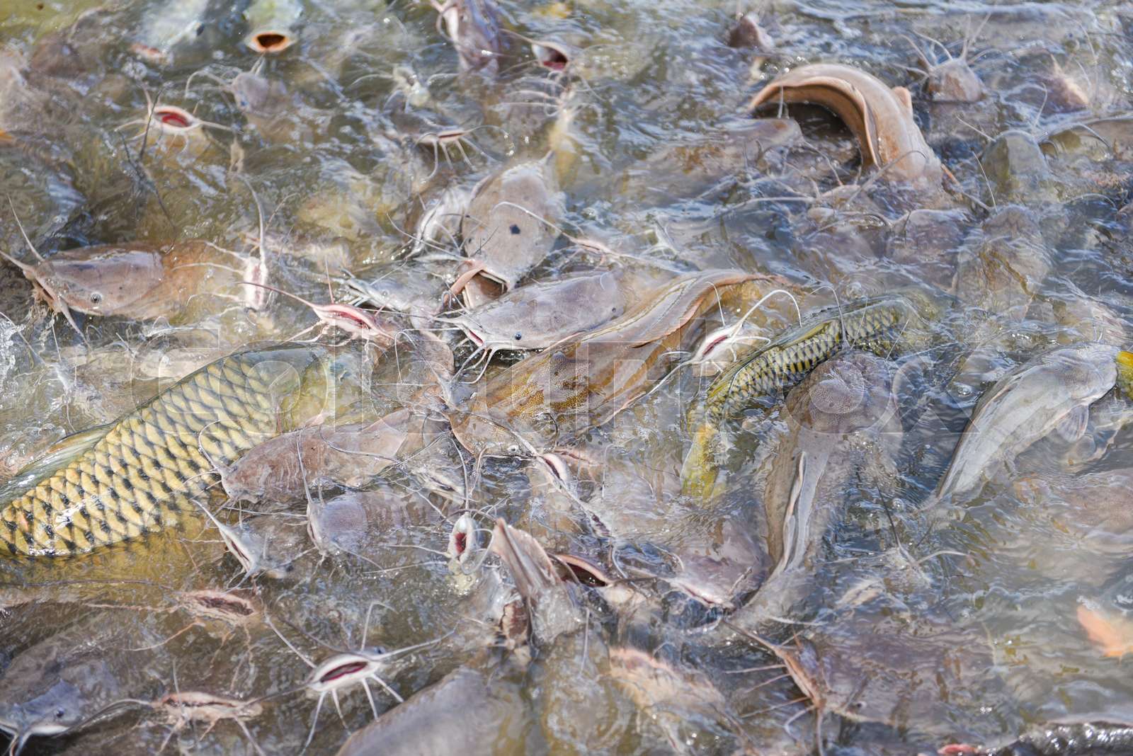 Catfish eating from feeding food on water surface ponds - Freshwater ...