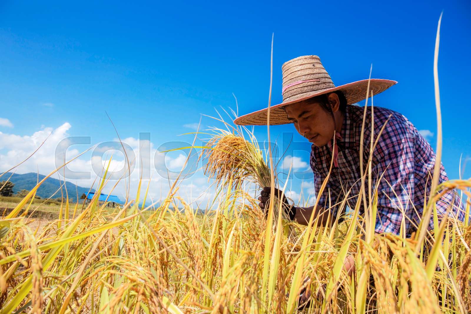 Philippine Rice Field Harvest