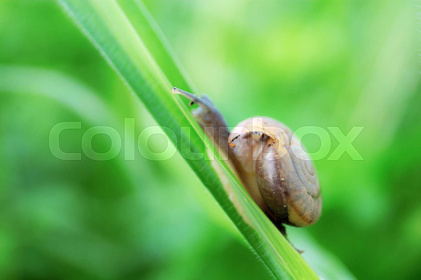 Snails on rice in fields. | Stock image | Colourbox