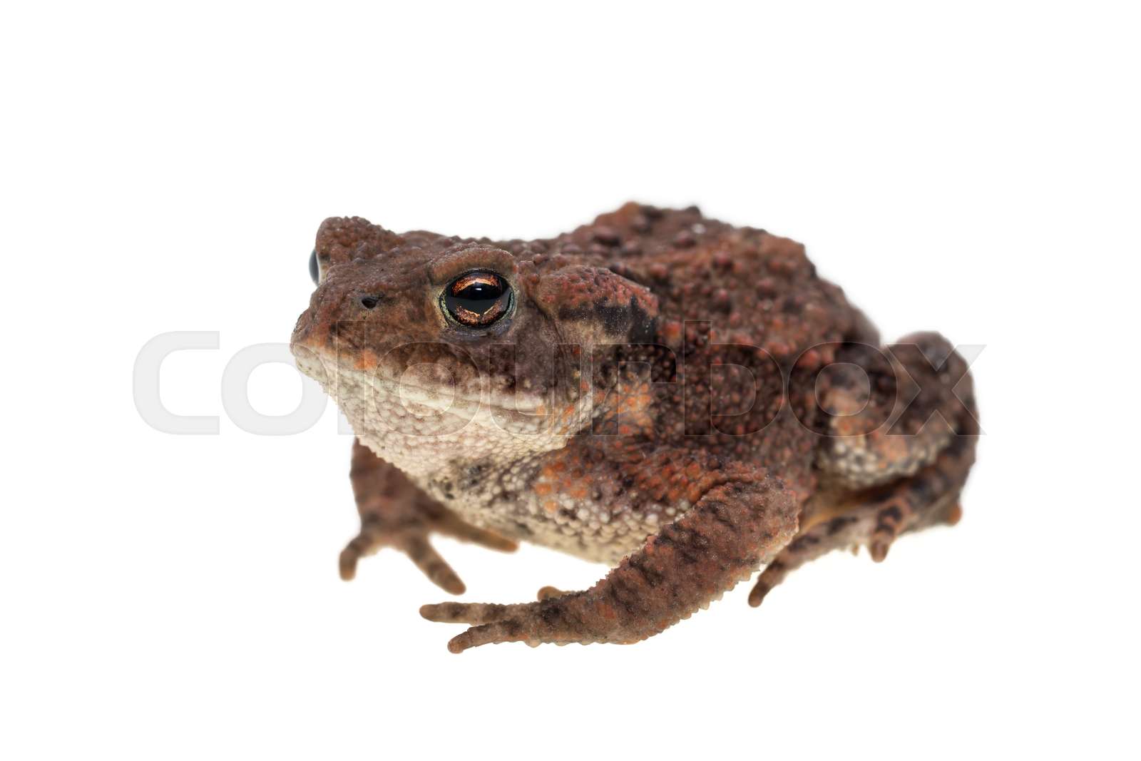 Small toad side view | Stock image | Colourbox