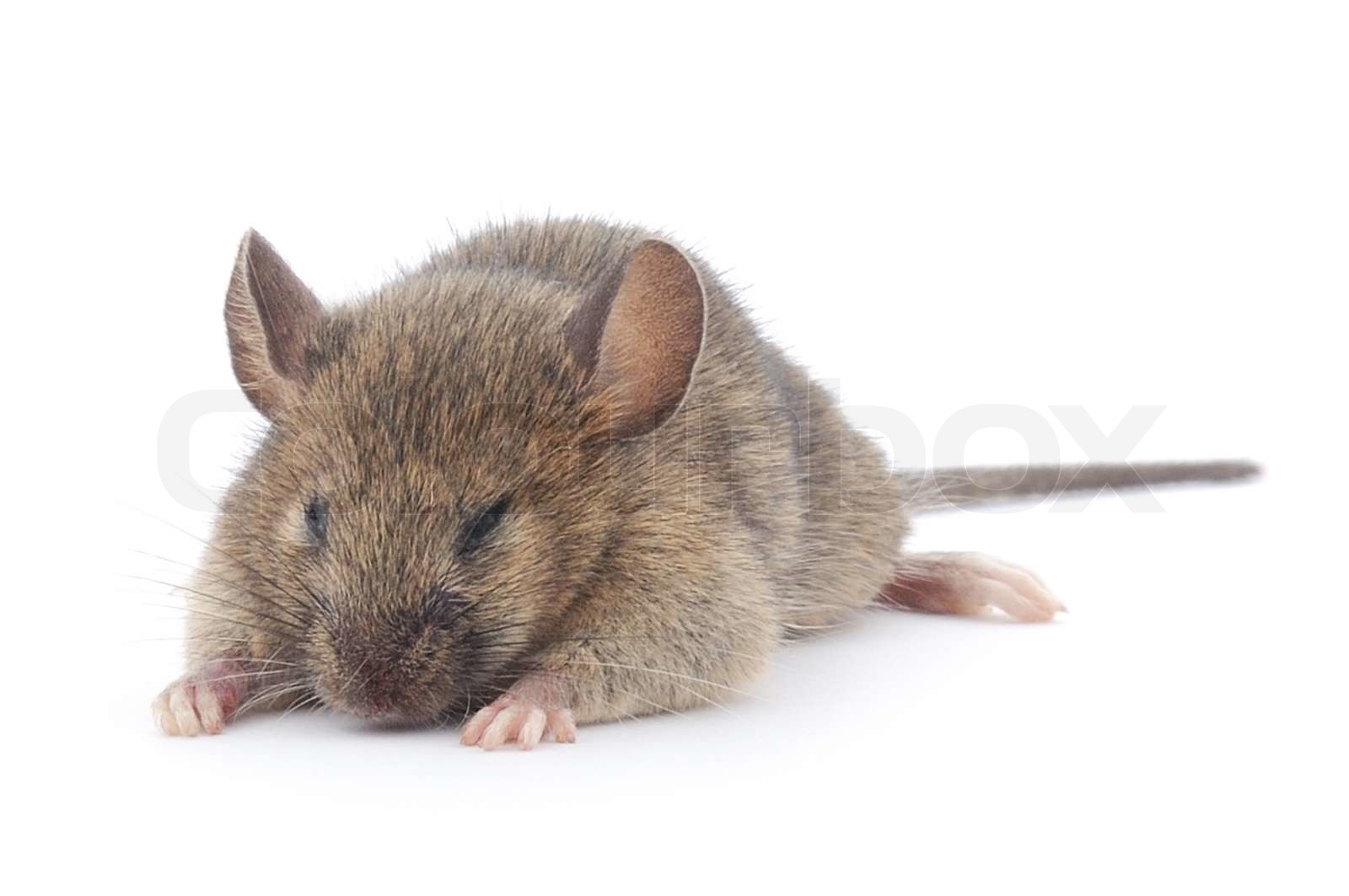 Front view of Wood mouse | Stock image | Colourbox