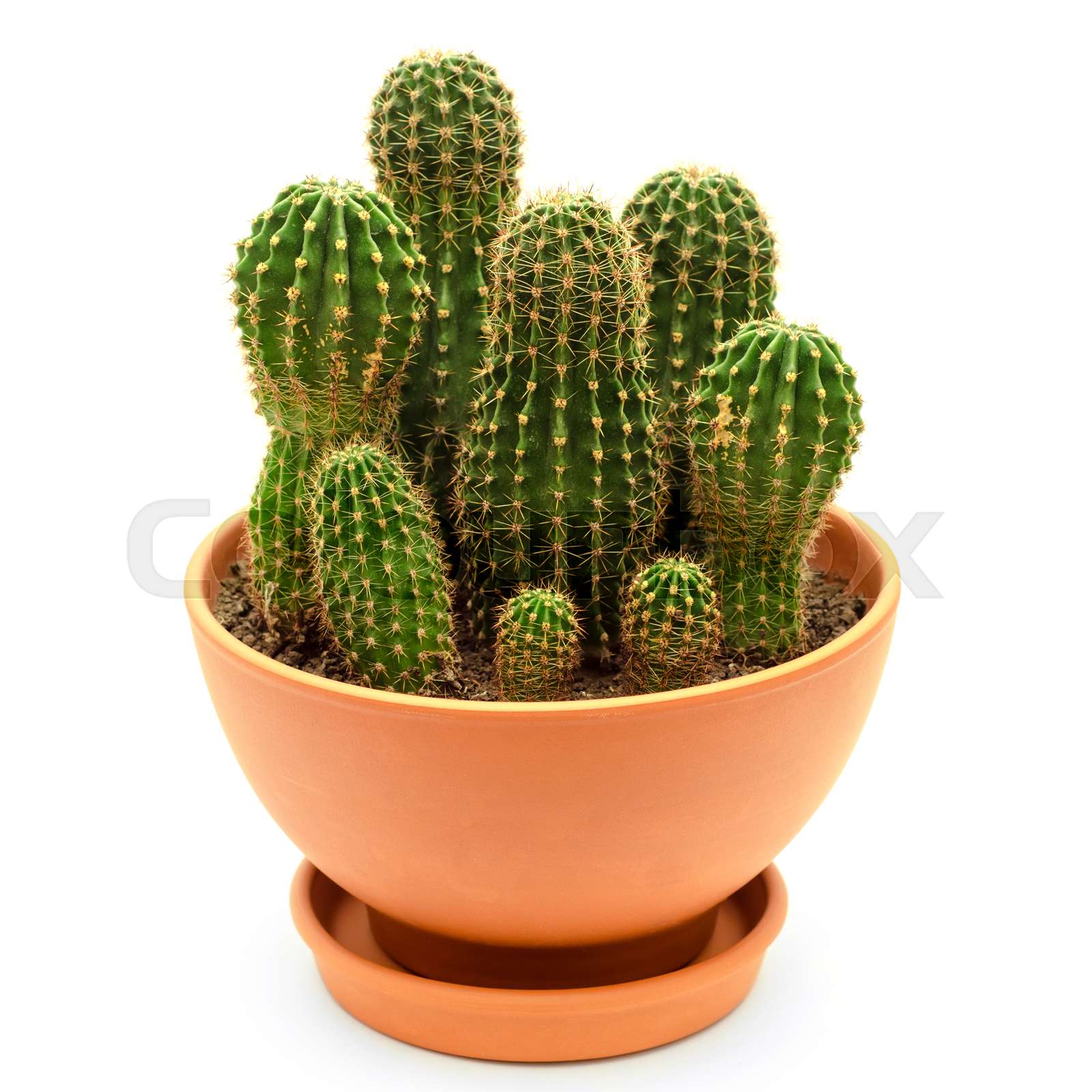 cactus in pot | Stock image | Colourbox