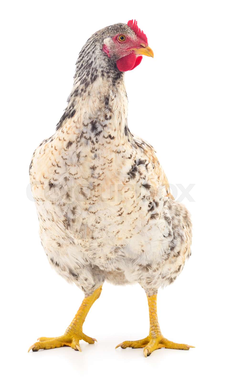 white hen isolated. | Stock image | Colourbox
