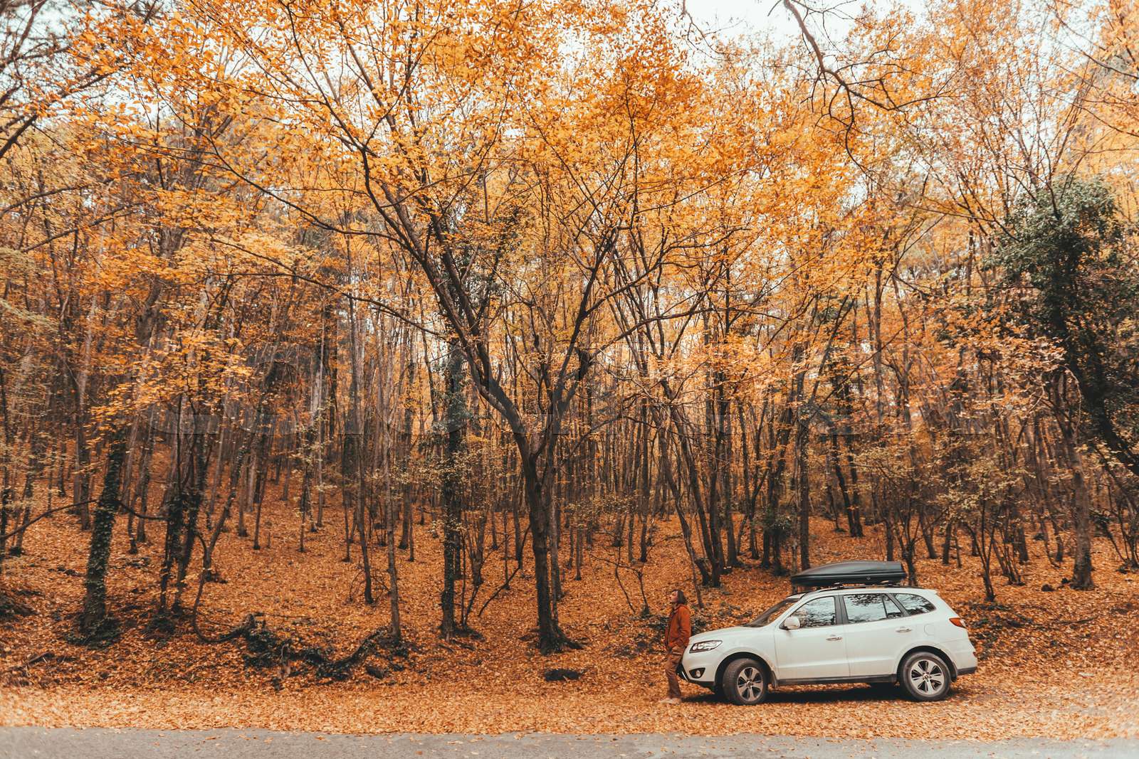 Man driving car in the forest among autumn woods | Stock image | Colourbox