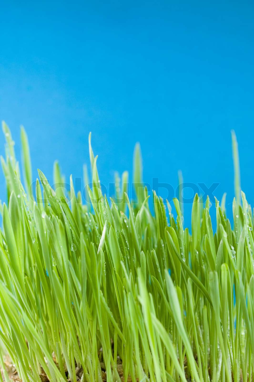 Fresh green grass | Stock image | Colourbox