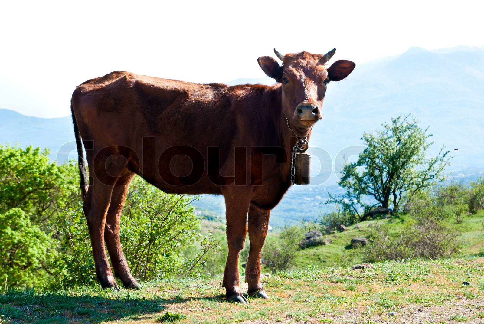 jungen Bullen | Stock Bild | Colourbox