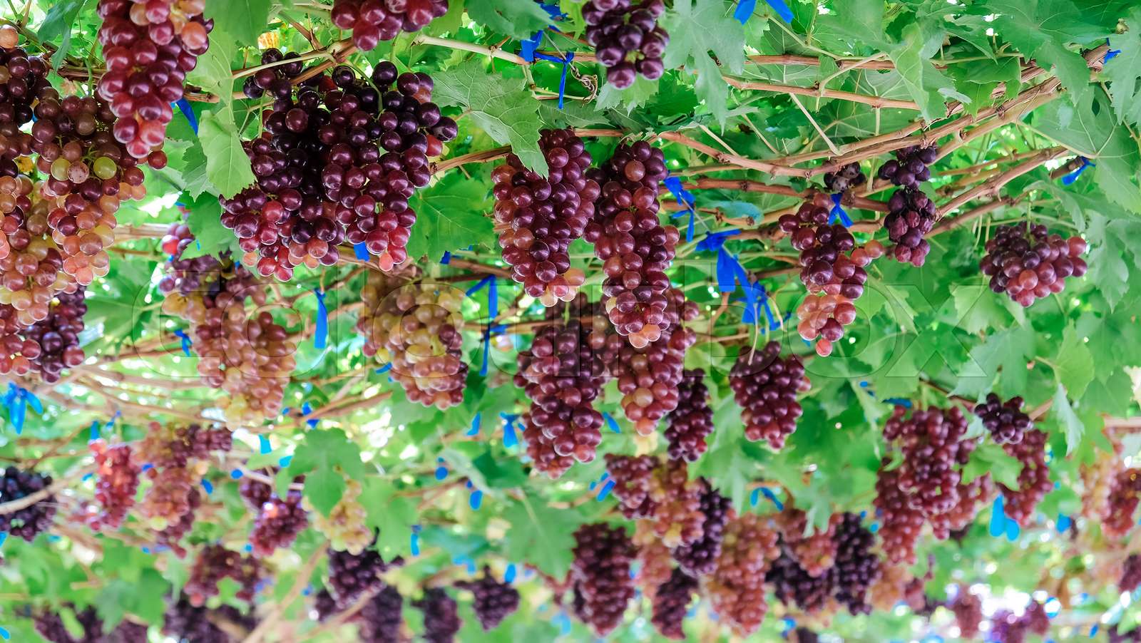 Image of Ripe grapes ready for harvesting | Stock image | Colourbox