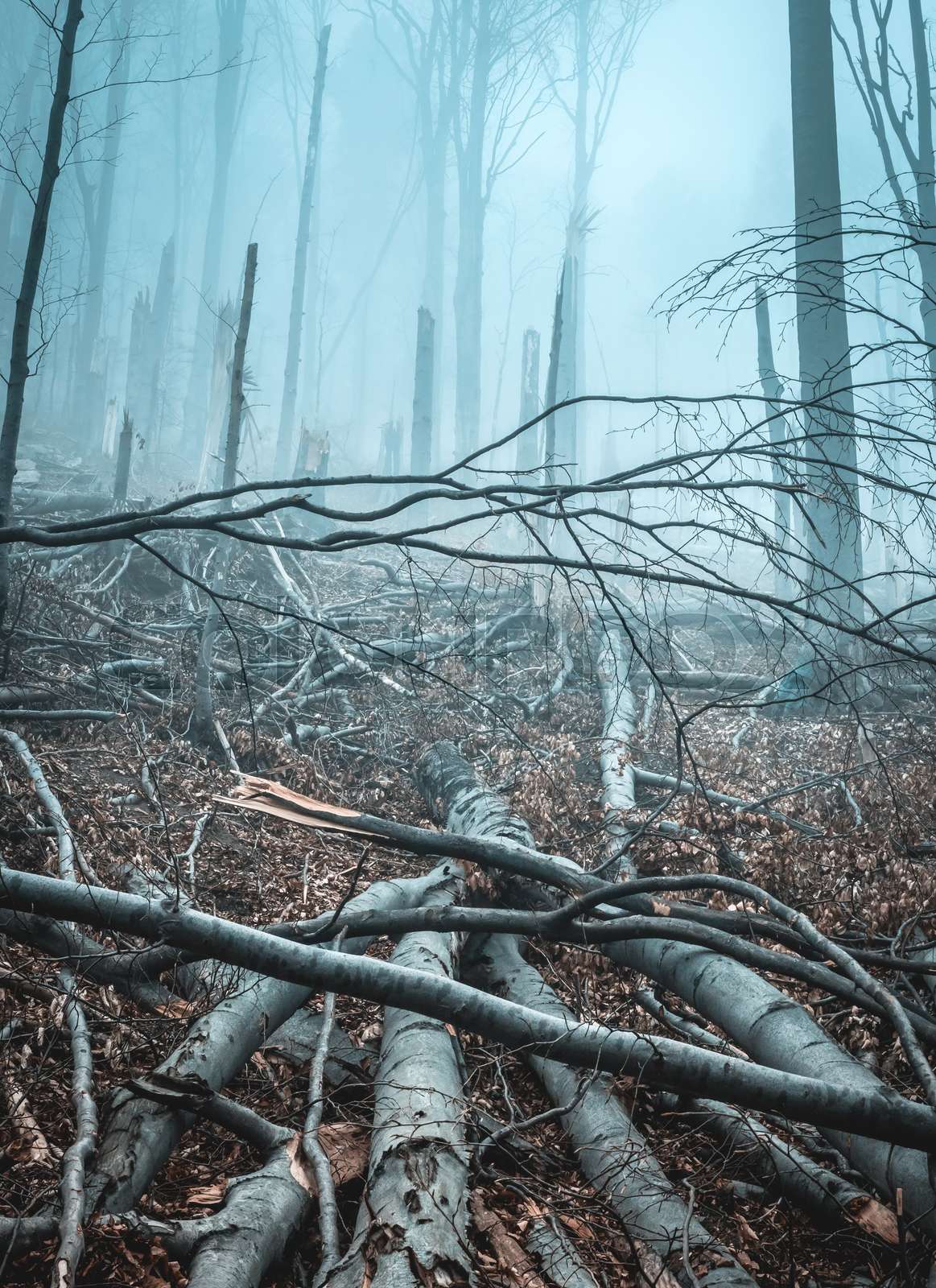 fallen by storm trees in forest | Stock image | Colourbox