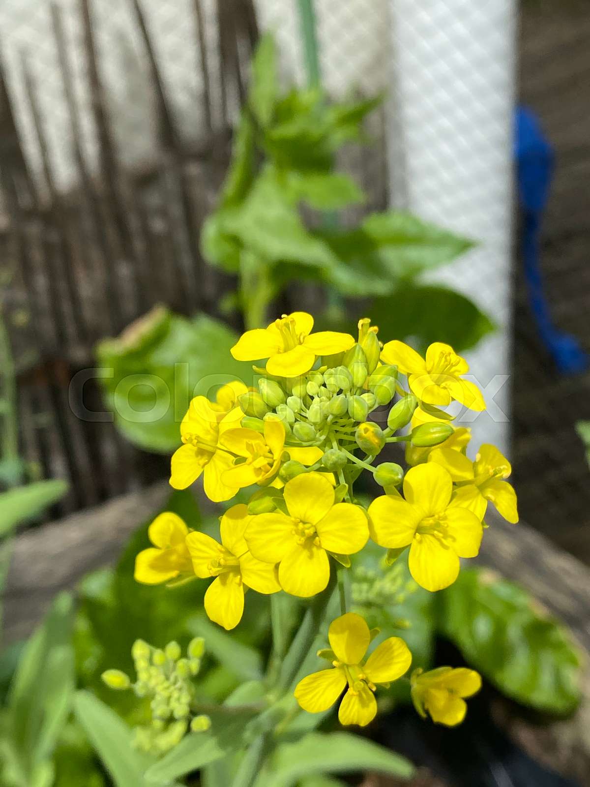 Photo of the Flower of Brassica Rapa Chinensis Bok Choy Pak Choi or Pok ...