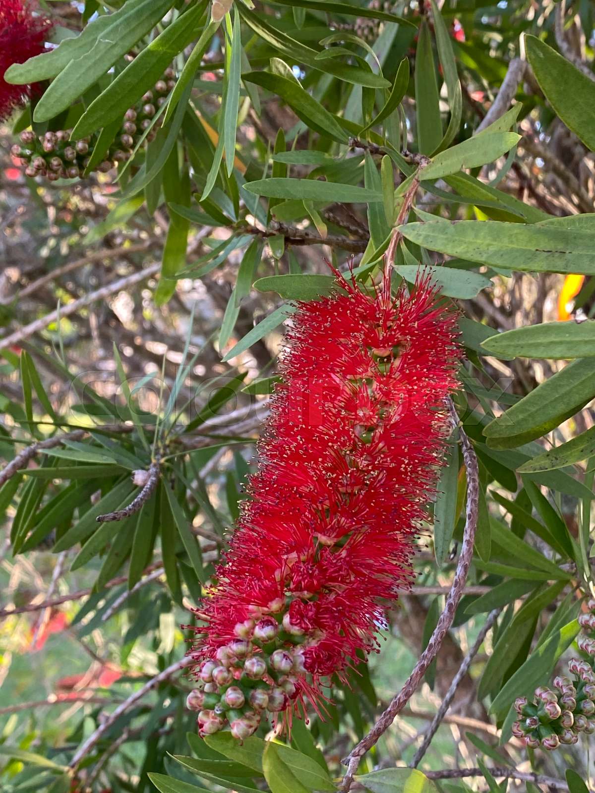 Photo of Flower of Melaleuca Citrina Common Red Crimson or Lemon ...