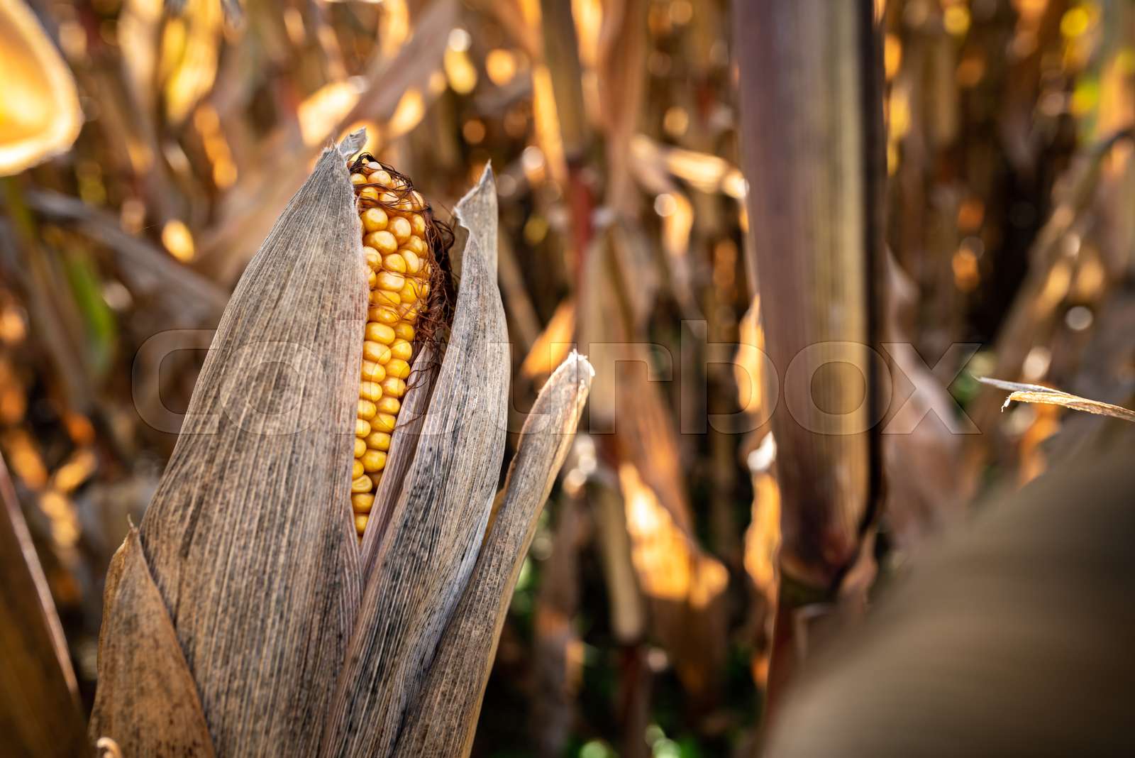 Yellow corn in agricultural field against autumn sun | Stock image ...