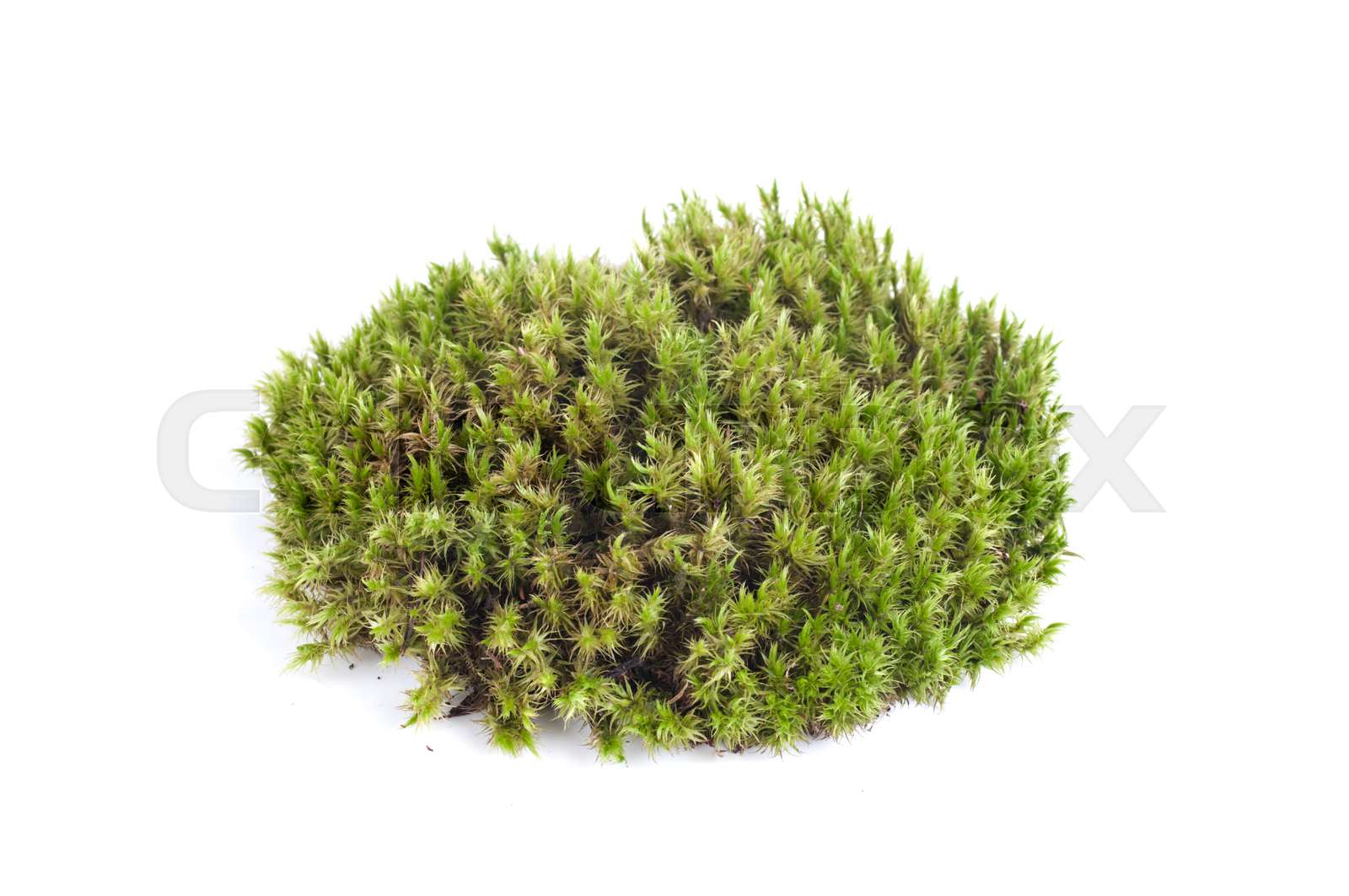 sphagnum moss, top view, isolated on white | Stock image | Colourbox