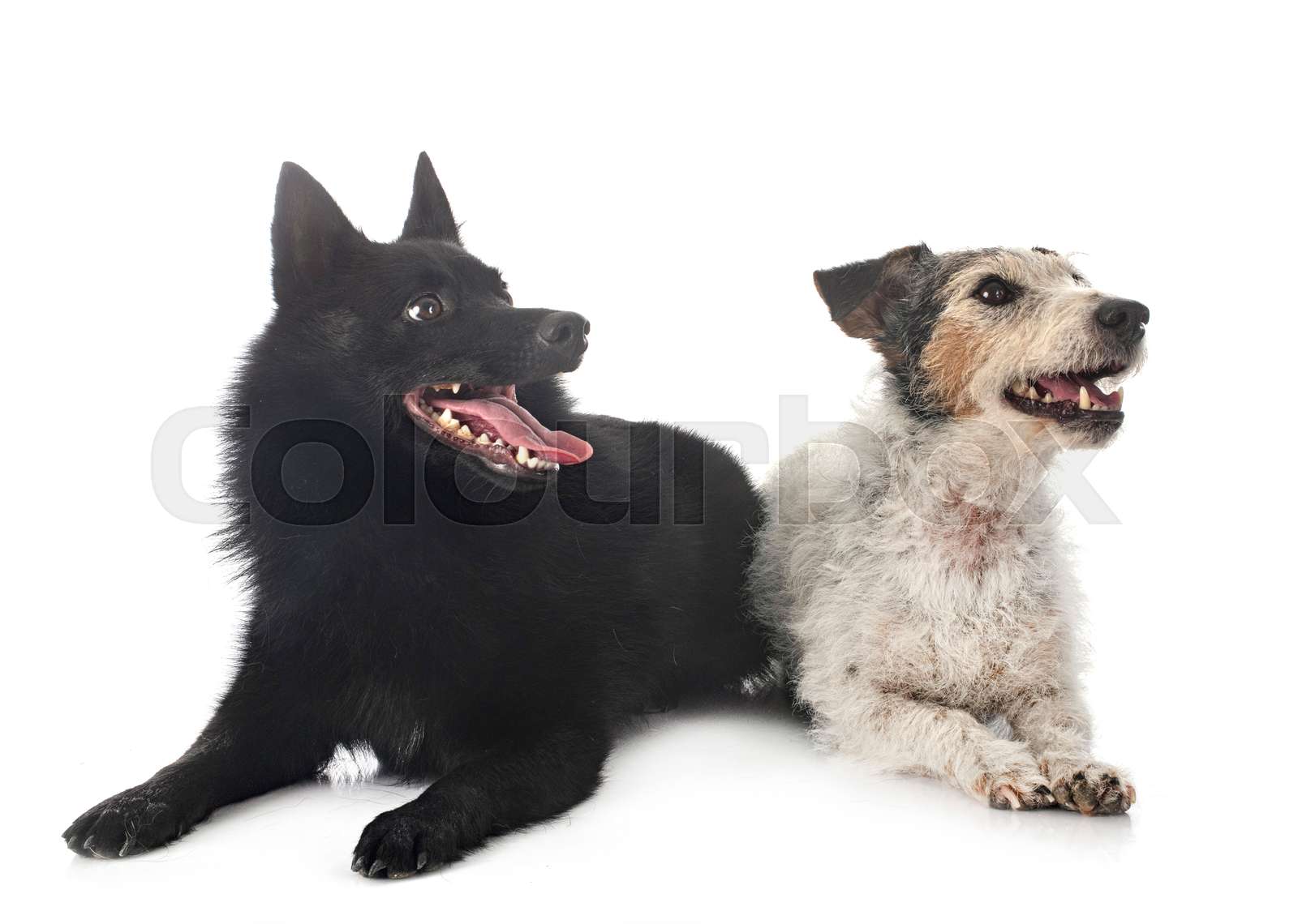 Schipperke Terrier Mix