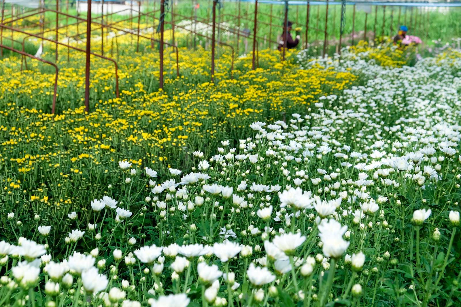 flowers farm | Stock image | Colourbox