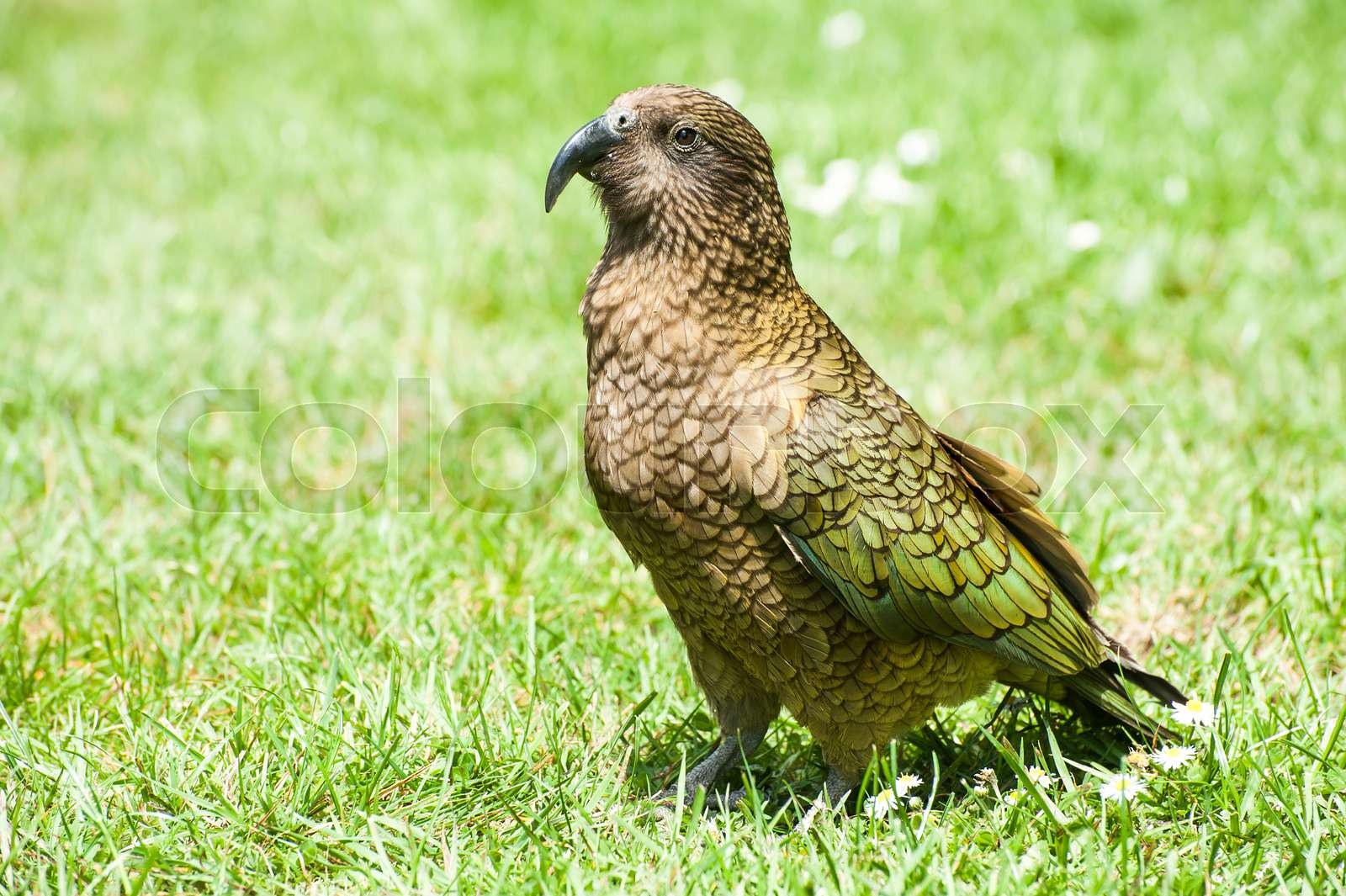 Kea | Stock image | Colourbox