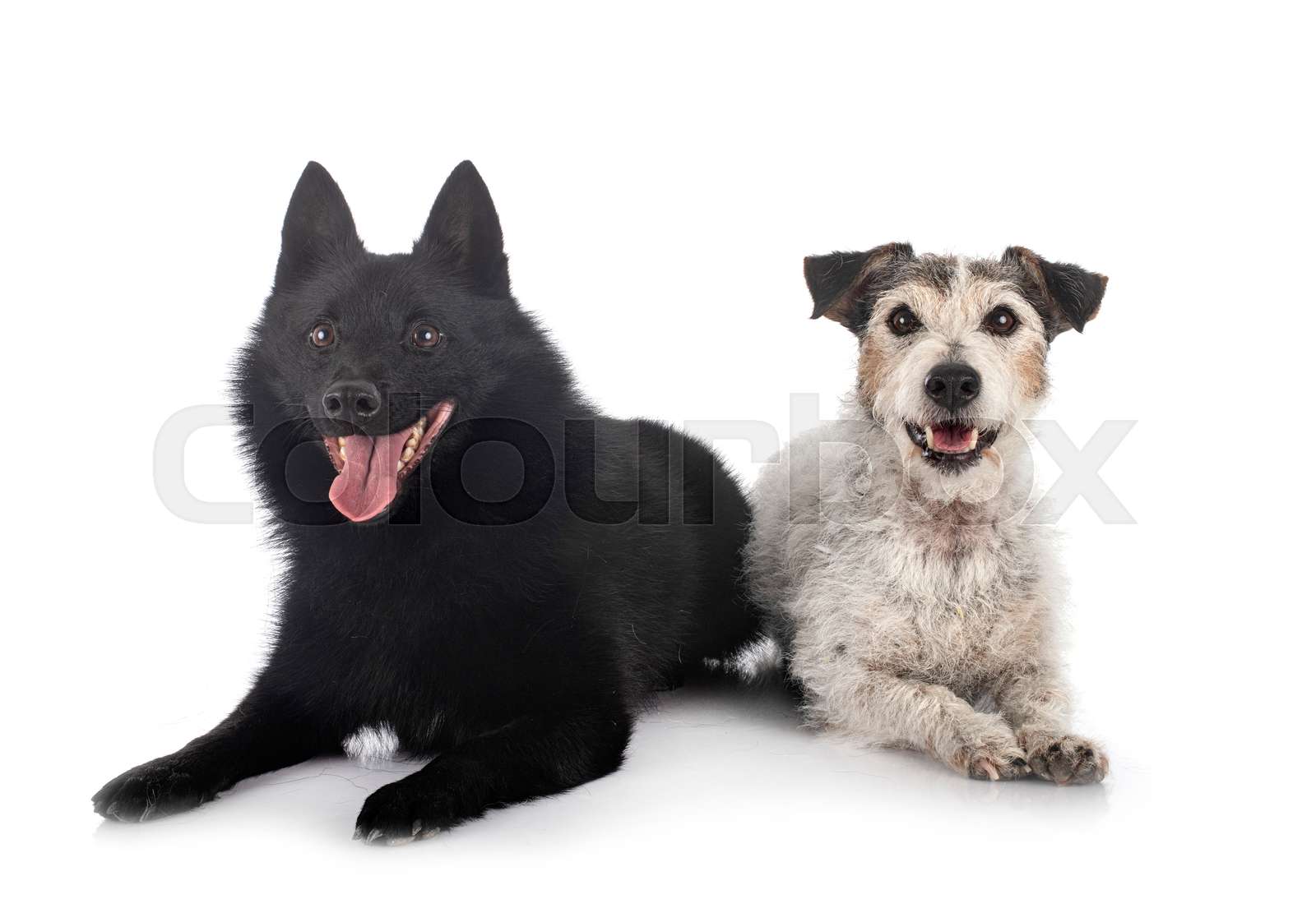 Border Collie Schipperke Mix
