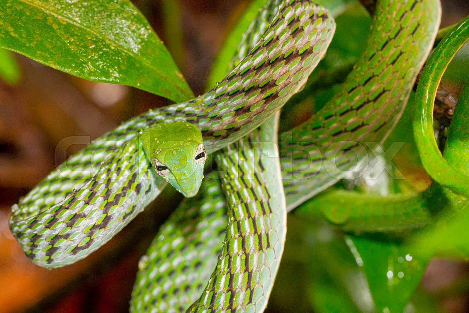 Green Vine Snake, Long-nosed Whip Snake, Sinharaja National Park Rain ...