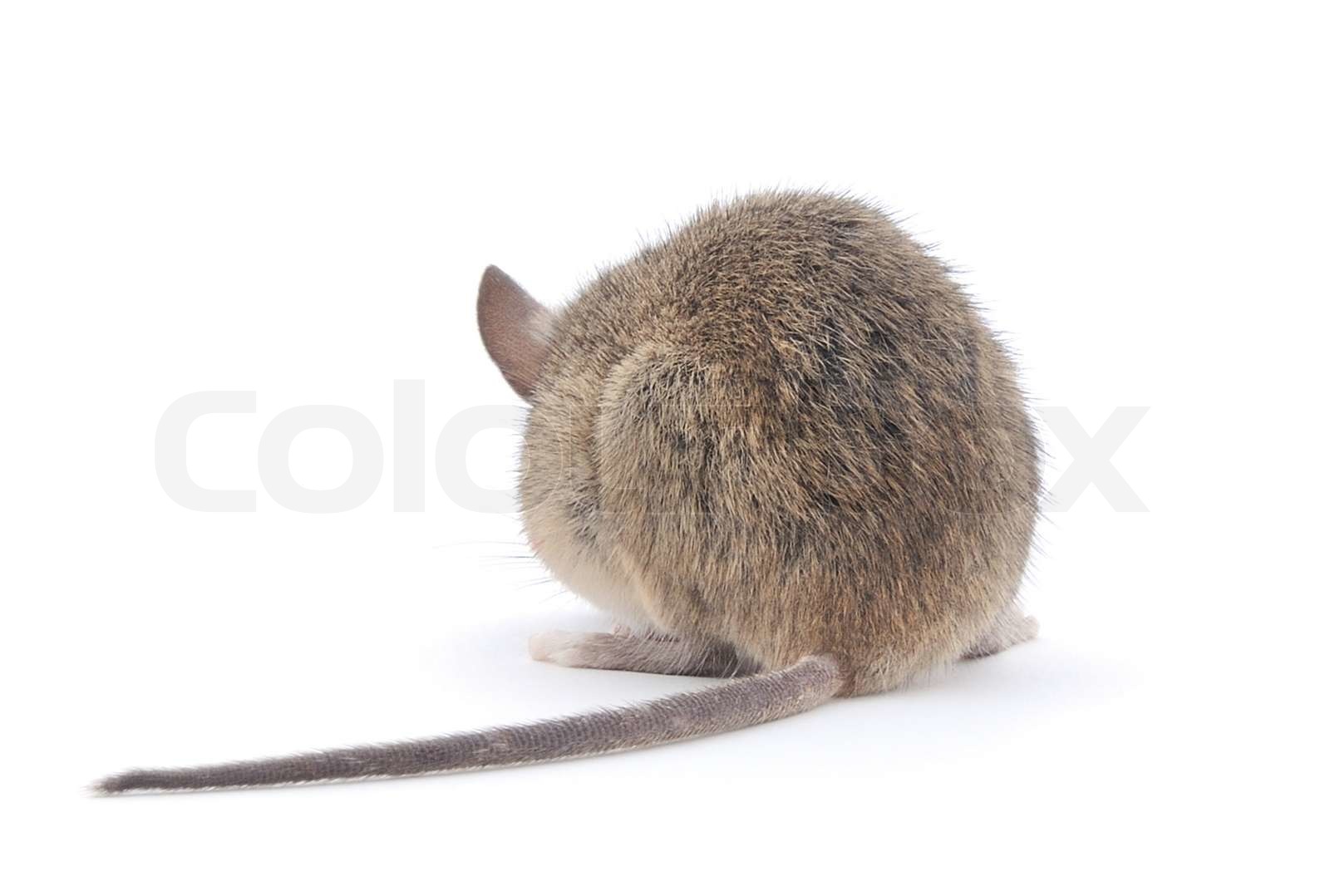 Back view of Wood mouse | Stock image | Colourbox