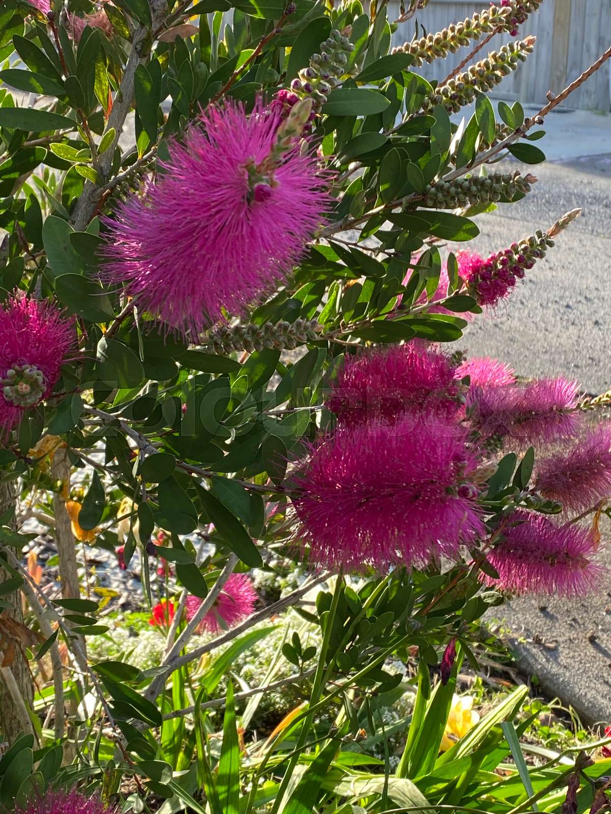 Photo of Flower of Callistemon Hot Pink Bottlebrush | Stock image ...