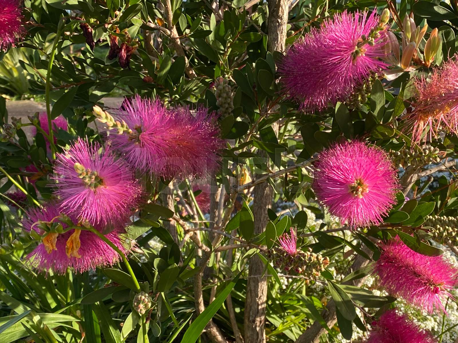 Photo of Flower of Callistemon Hot Pink Bottlebrush | Stock image ...