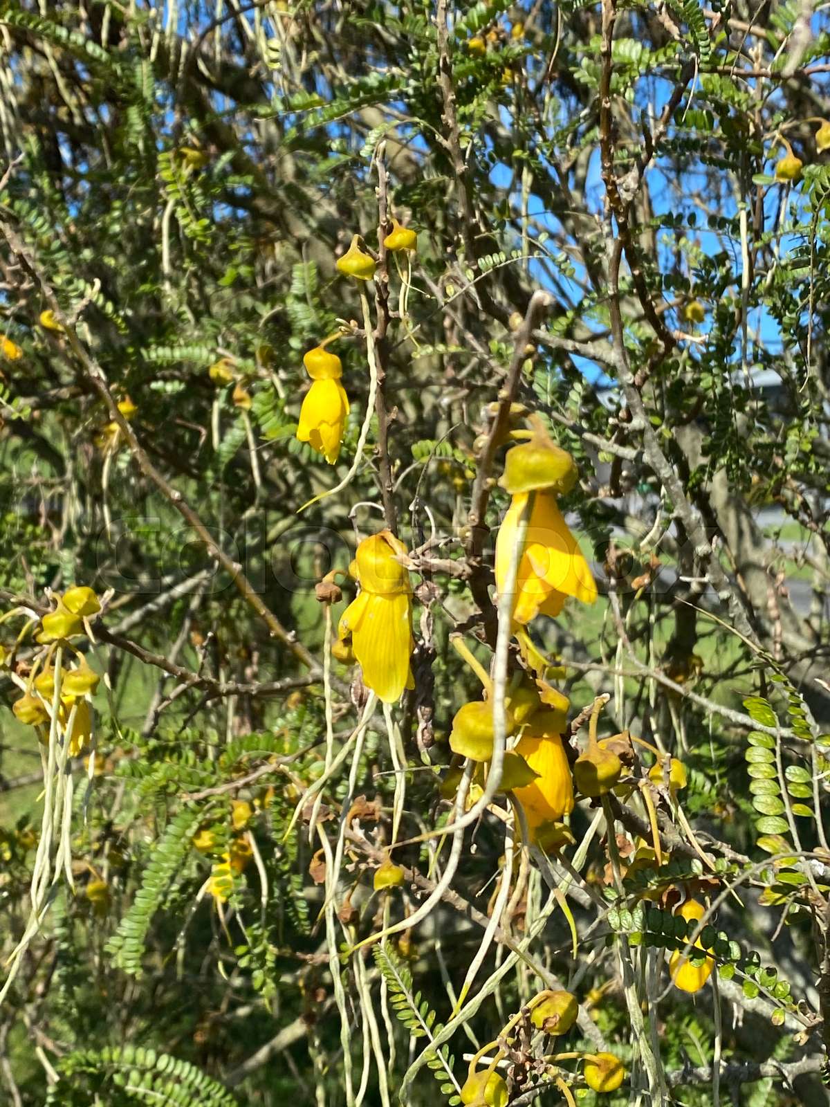 Photo of the flower of Kowhai | Stock image | Colourbox
