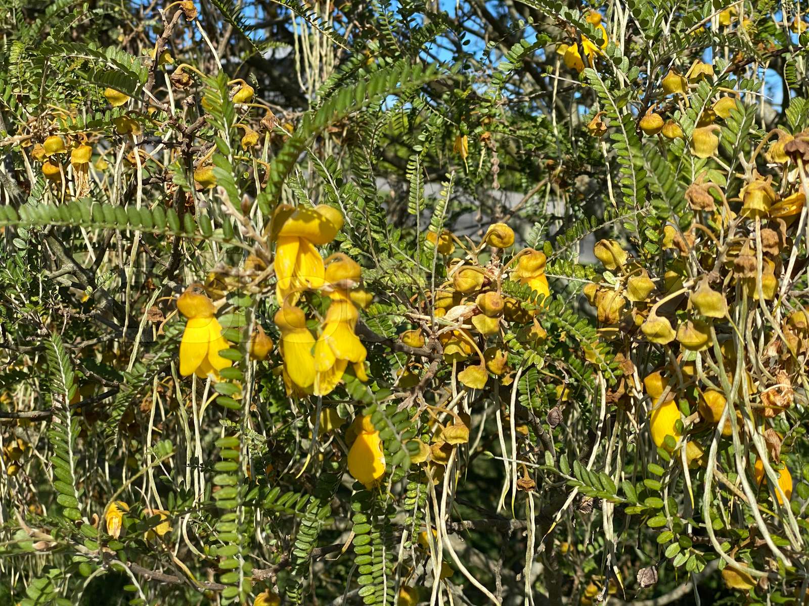 Photo of the flower of Kowhai | Stock image | Colourbox