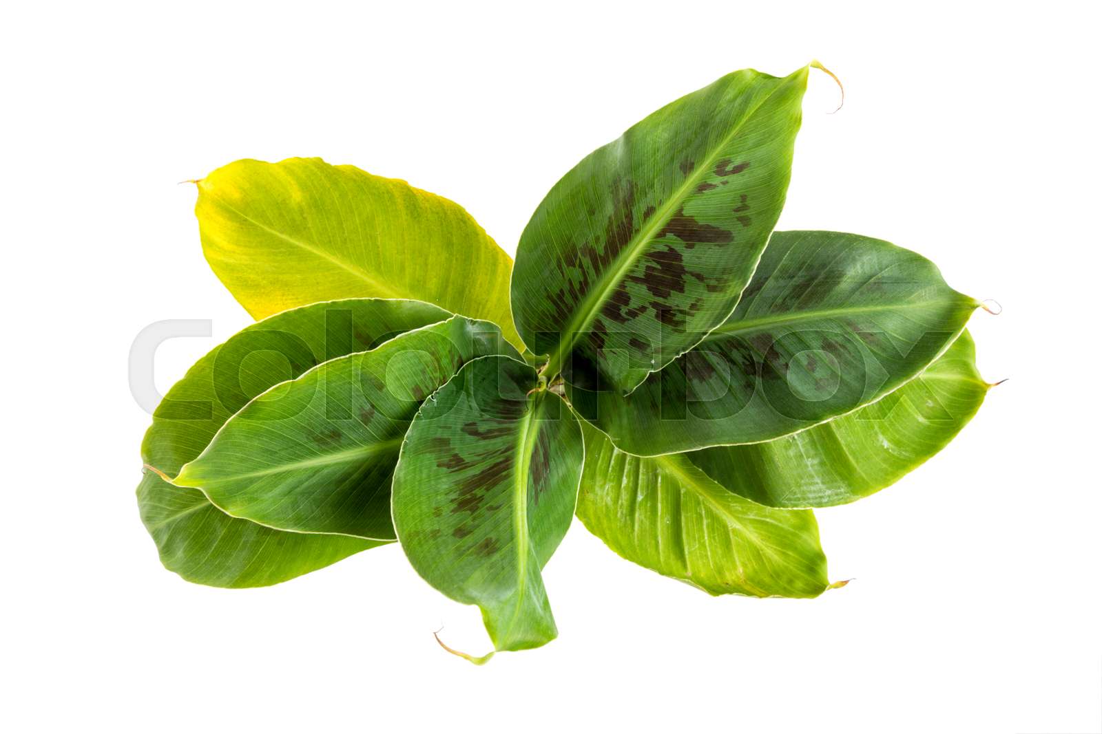 Banana plant top view isolated | Stock image | Colourbox