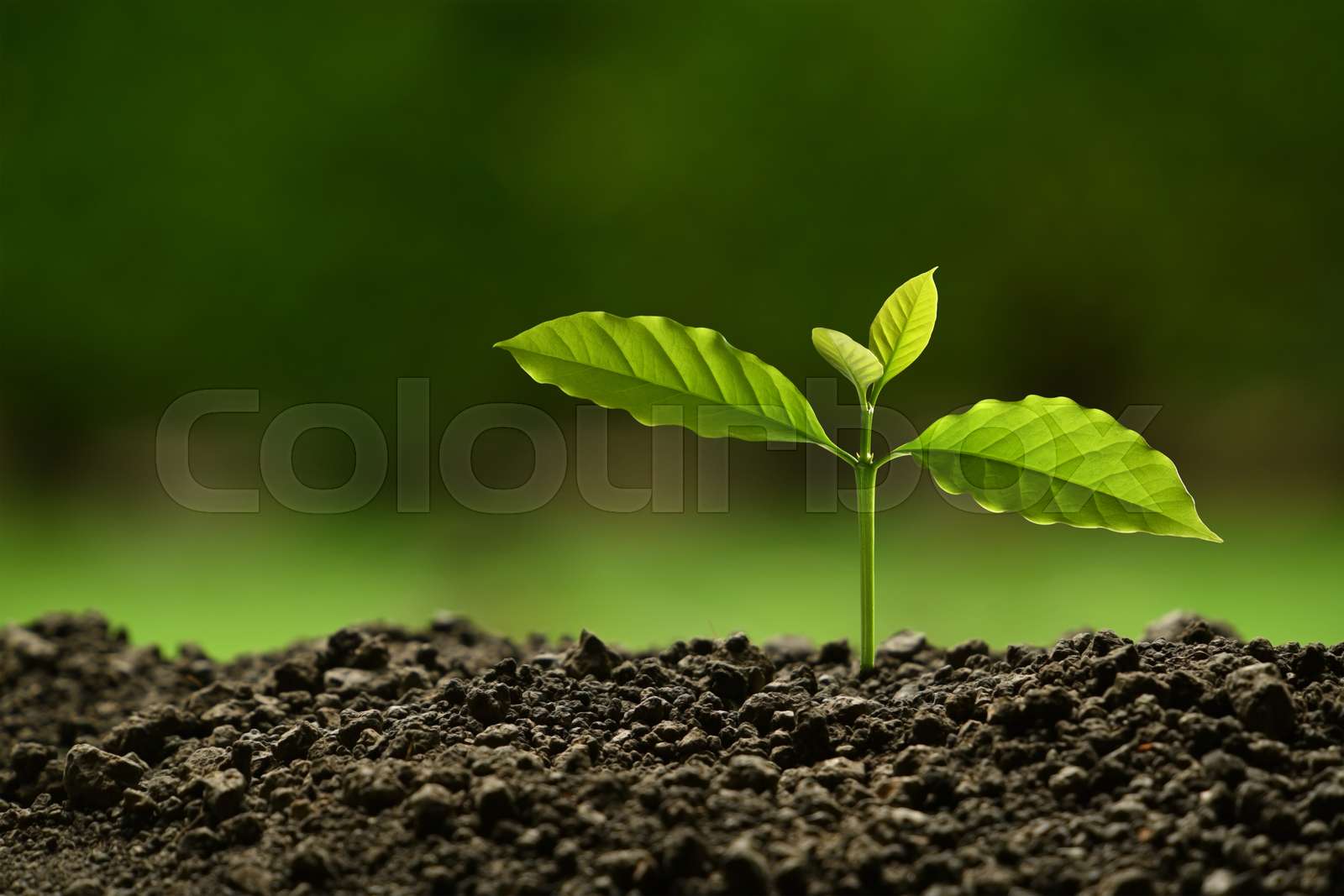Young plant | Stock image | Colourbox