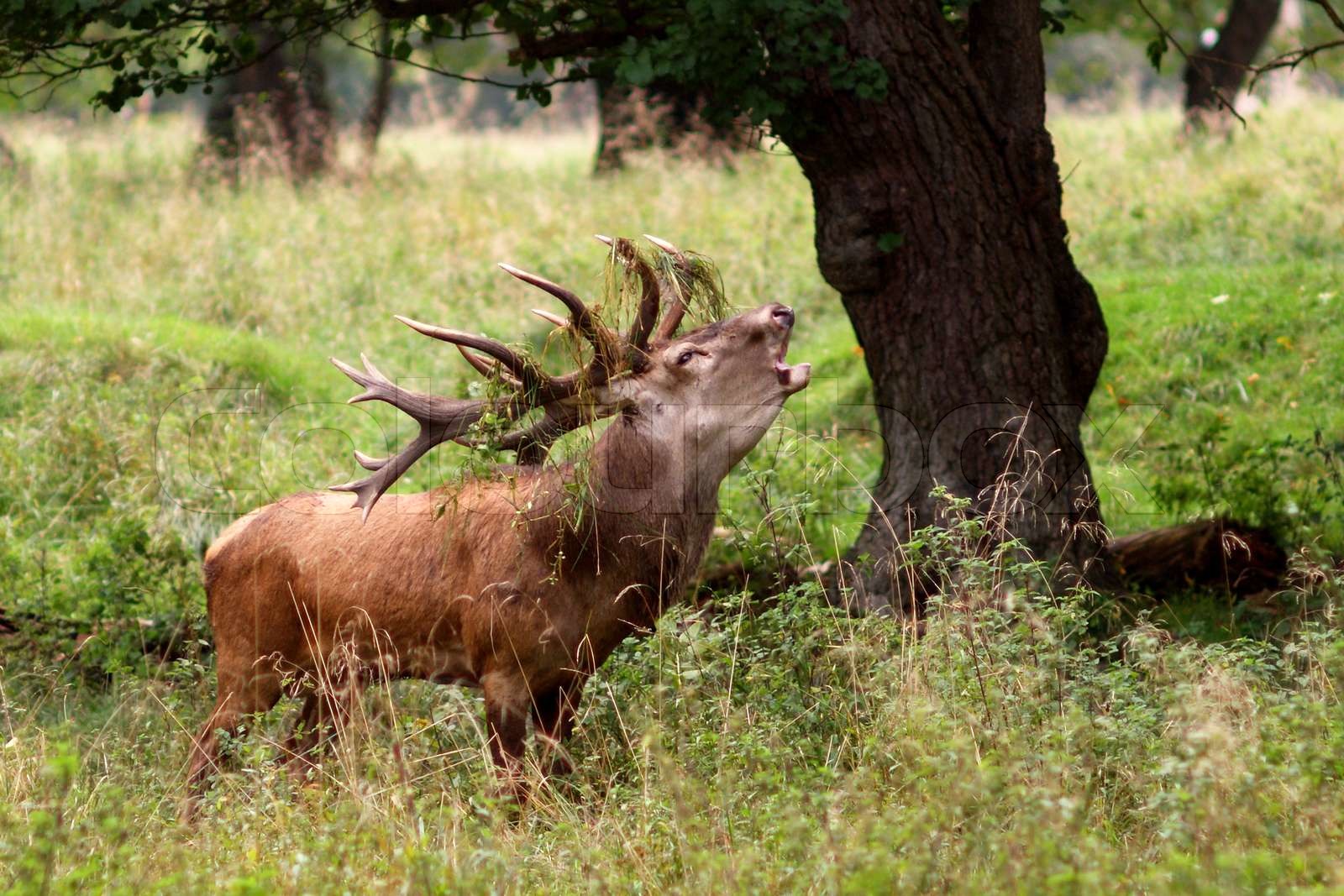 Stag | Stock image | Colourbox