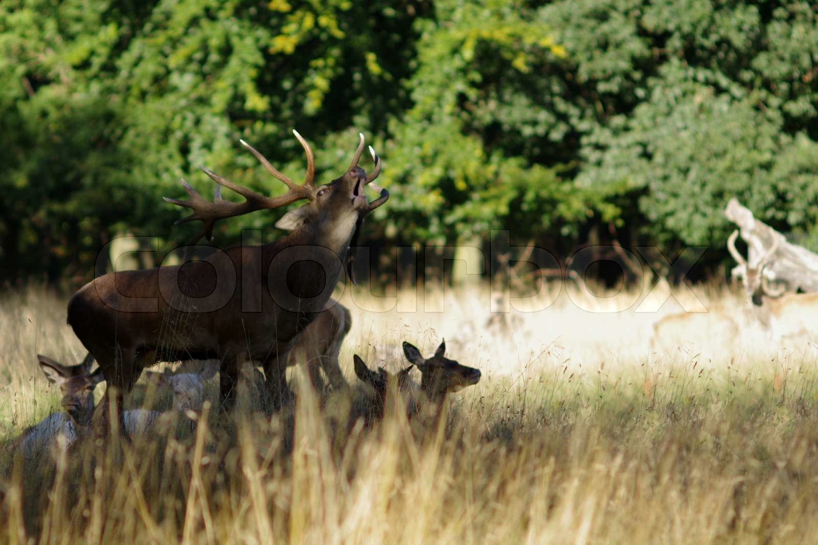 Deer family | Stock image | Colourbox