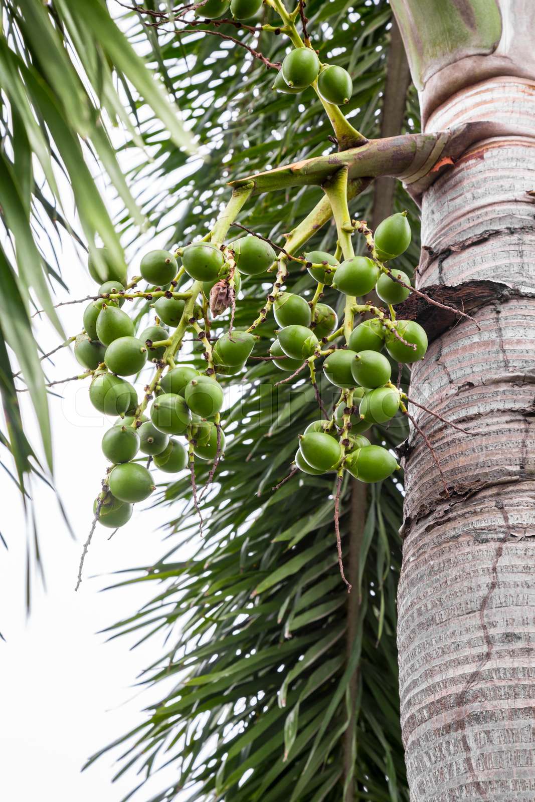 Areca catechu (Areca nut palm, Betel Nuts) All bunch into large ...