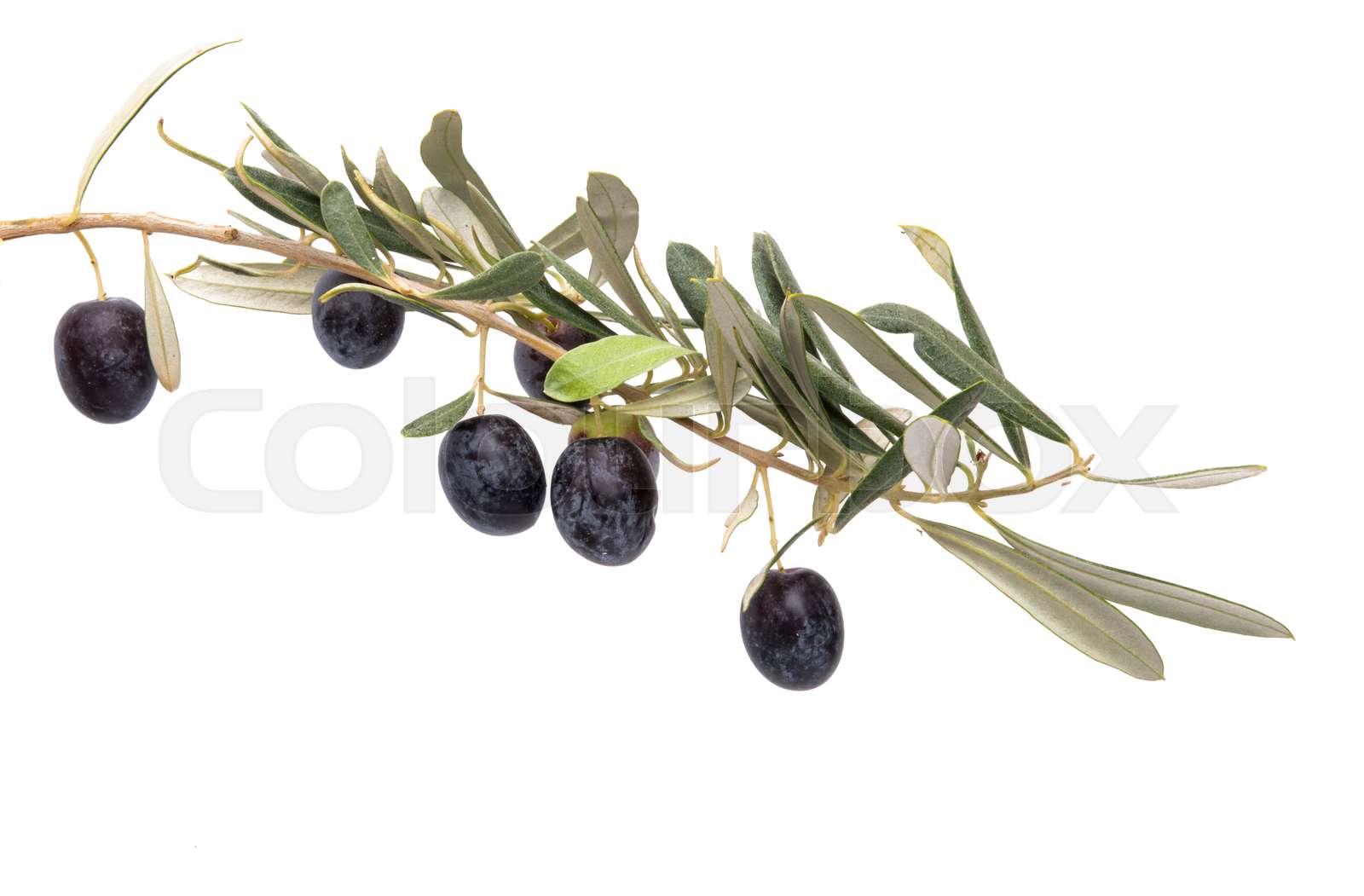 fresh olives isolated | Stock image | Colourbox