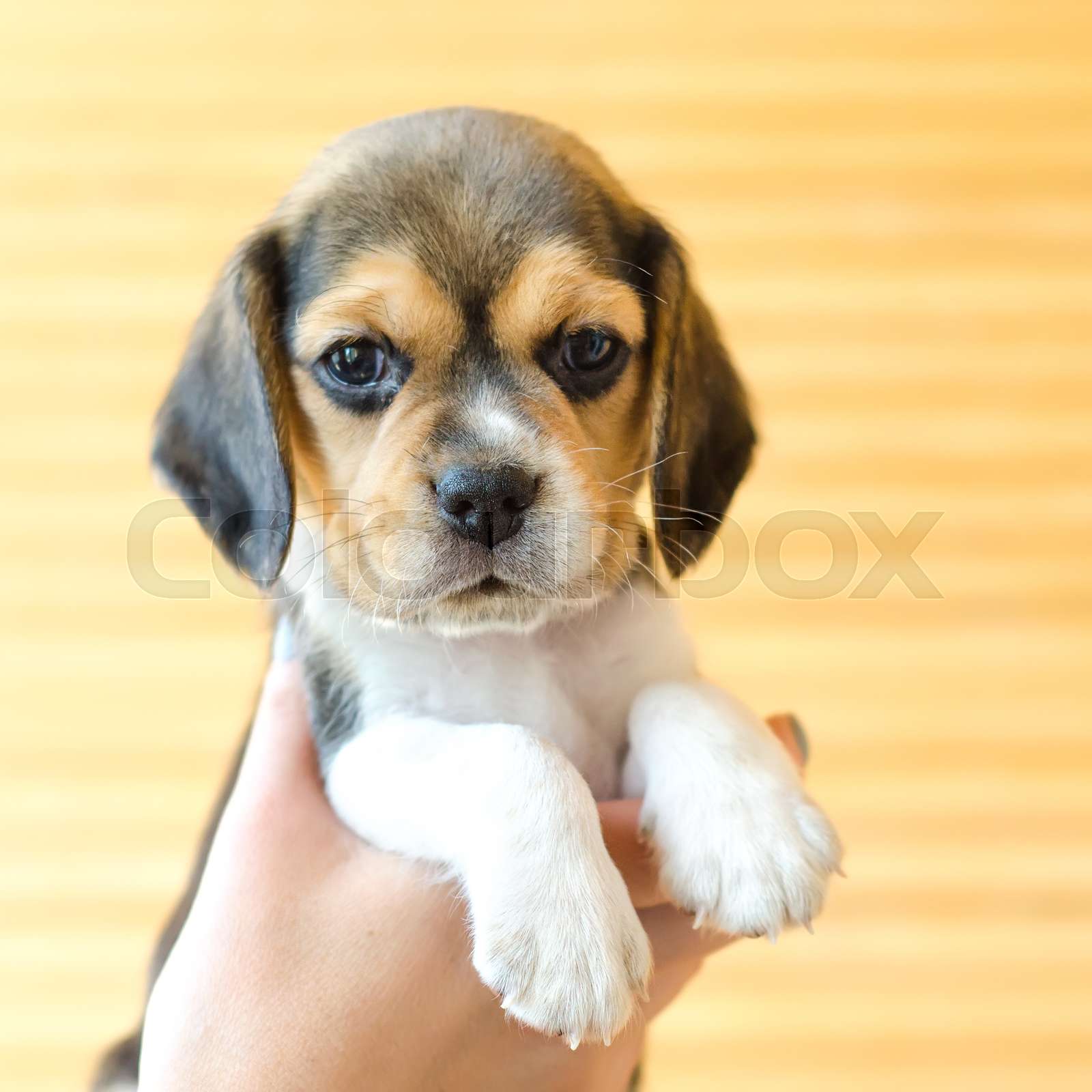 Are Beagle Puppies Lazy