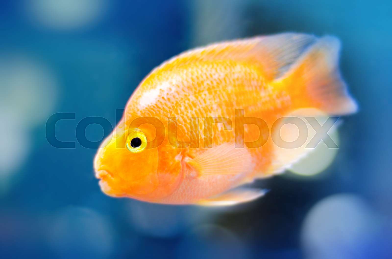 single goldfish | Stock image | Colourbox