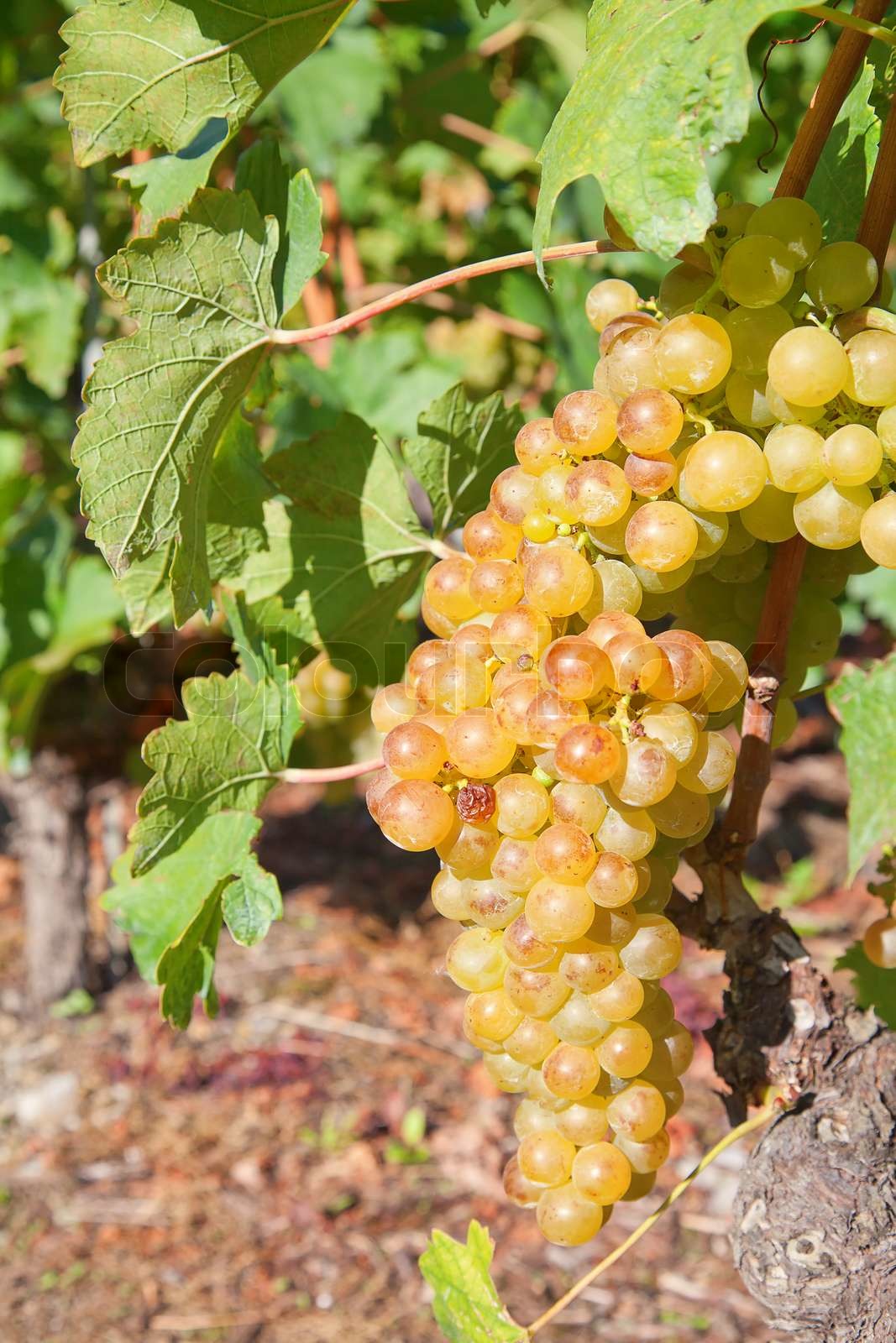 Yellow grapes | Stock image | Colourbox