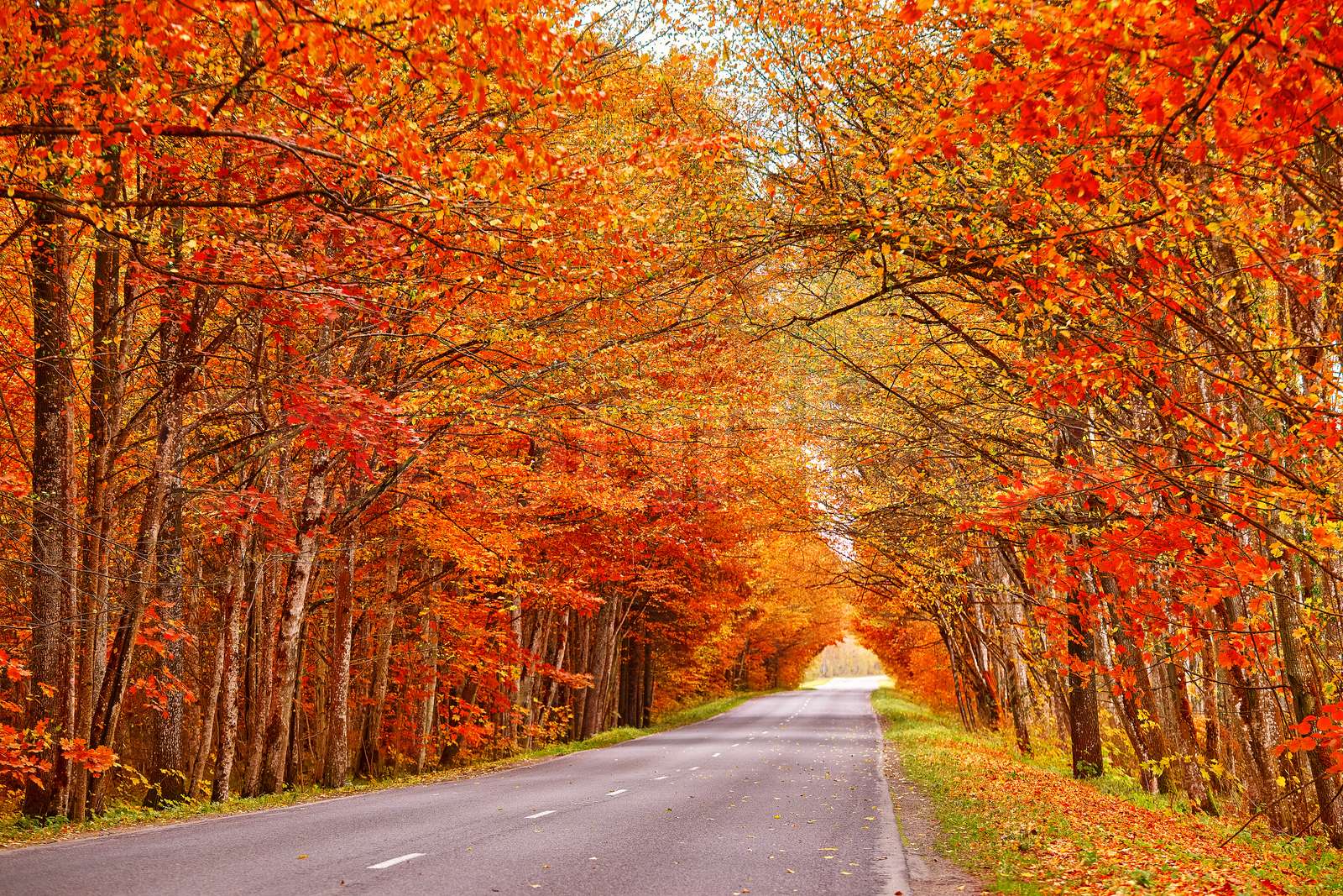 Fall Trees Road
