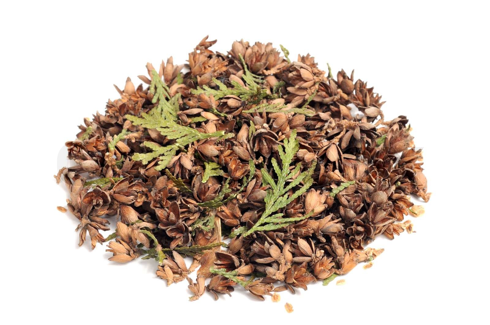 Thuja Zapfen, Samen und Blätter, die isoliert auf weißem Hintergrund ...