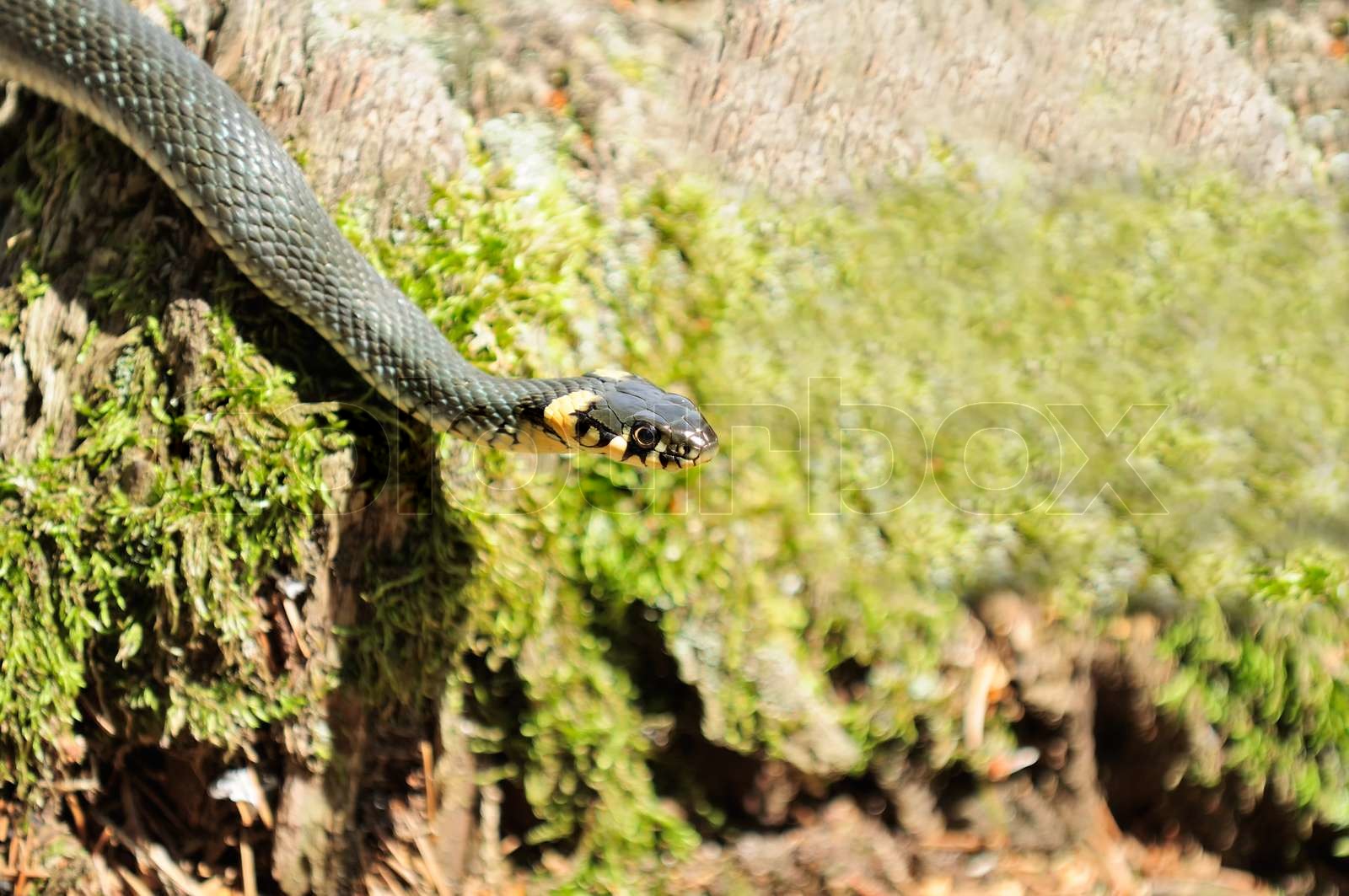 Water Snake (Natrix) Crawling on Mossy Wood Log | Stock image | Colourbox