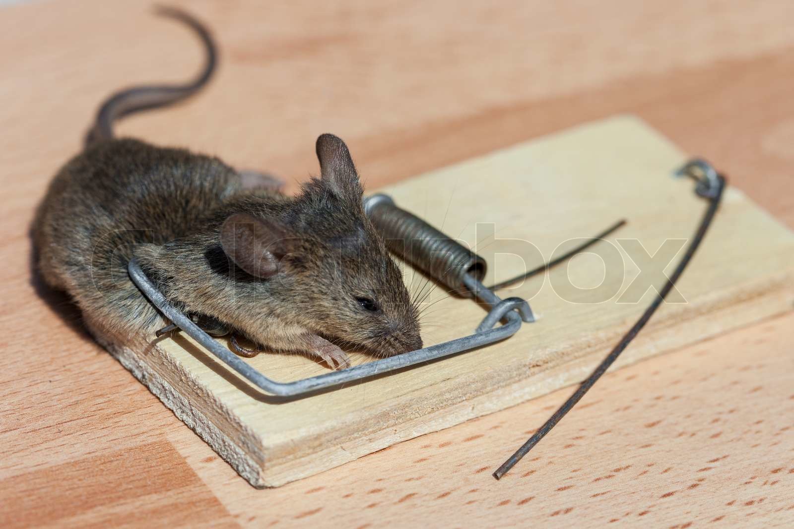 Dead mouse in a mousetrap | Stock image | Colourbox