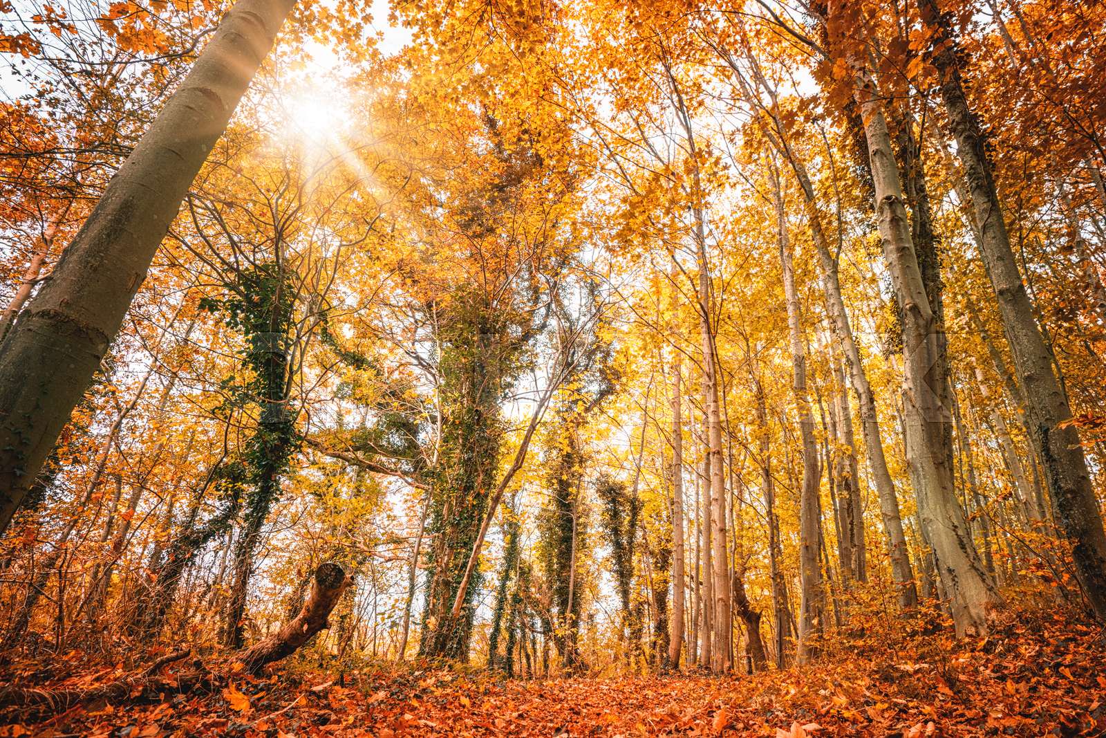 Colorful autumn colors in the forest | Stock image | Colourbox