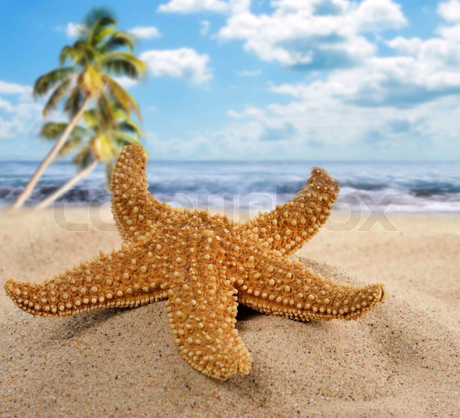 Seestern am Strand | Stock Bild | Colourbox