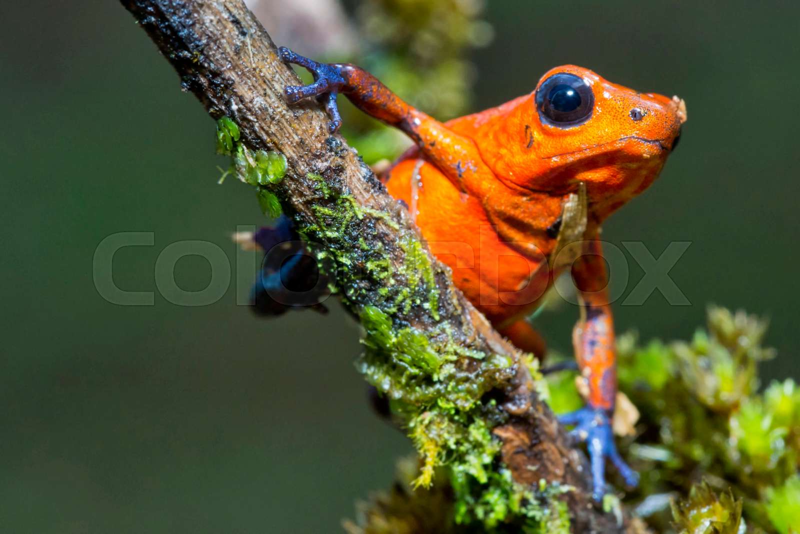 Dart Poison Frog, Tropical Rainforest, Costa Rica | Stock image | Colourbox