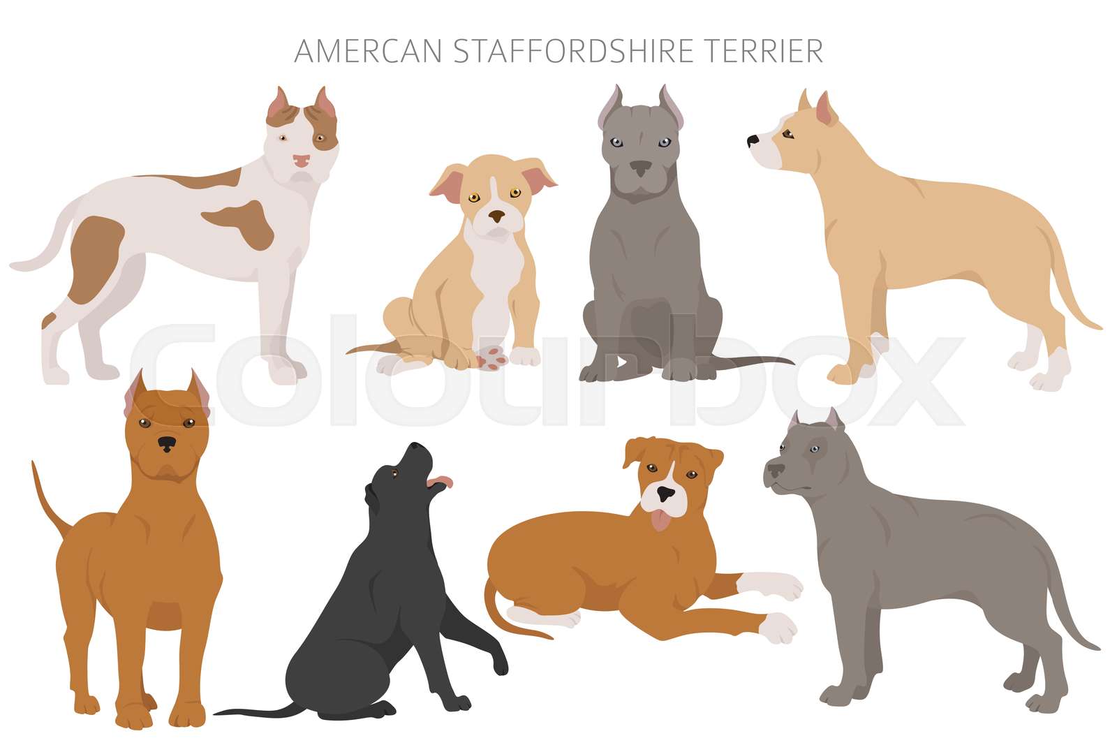 American staffordshire terrier dogs set. Color varieties, different ...