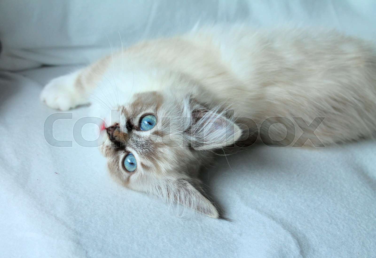 Sød langhåret kattekilling af katterace ragdoll og hellig birma med blå ...