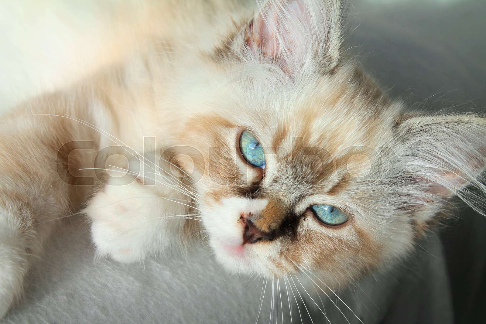 Sød langhåret kattekilling af katterace ragdoll og hellig birma med ...