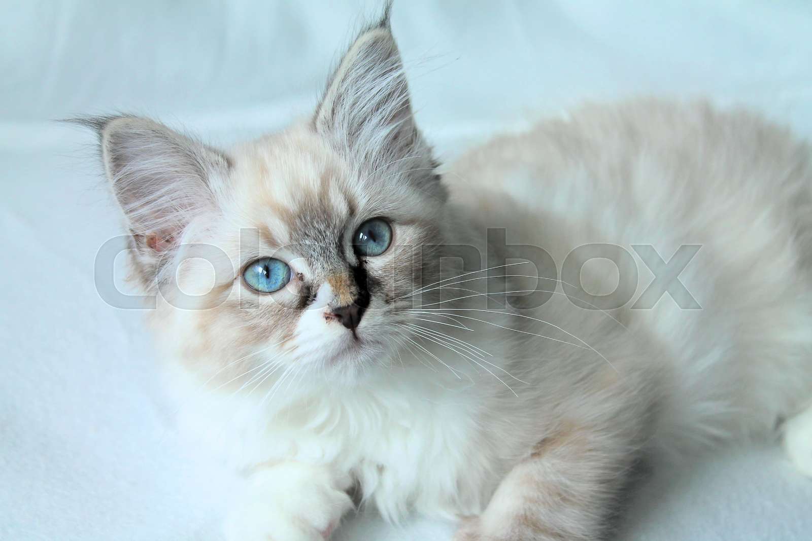 Sød langhåret kattekilling af katterace ragdoll og hellig birma med blå ...