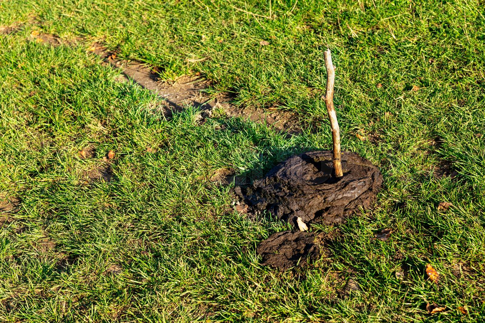 En pind i en lort | Stock image | Colourbox