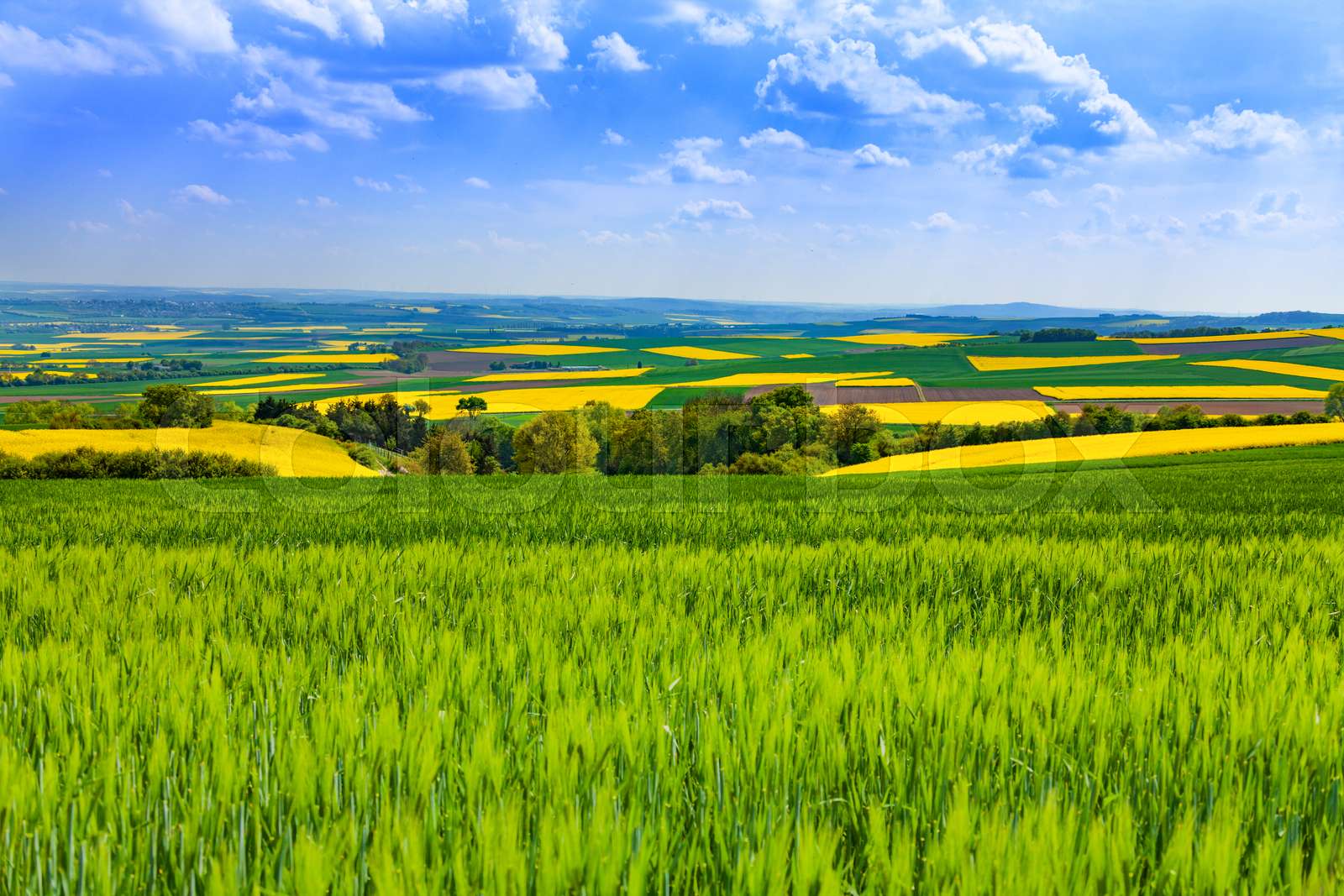 Wheat fields in Germany rural area panoramic view | Stock image | Colourbox