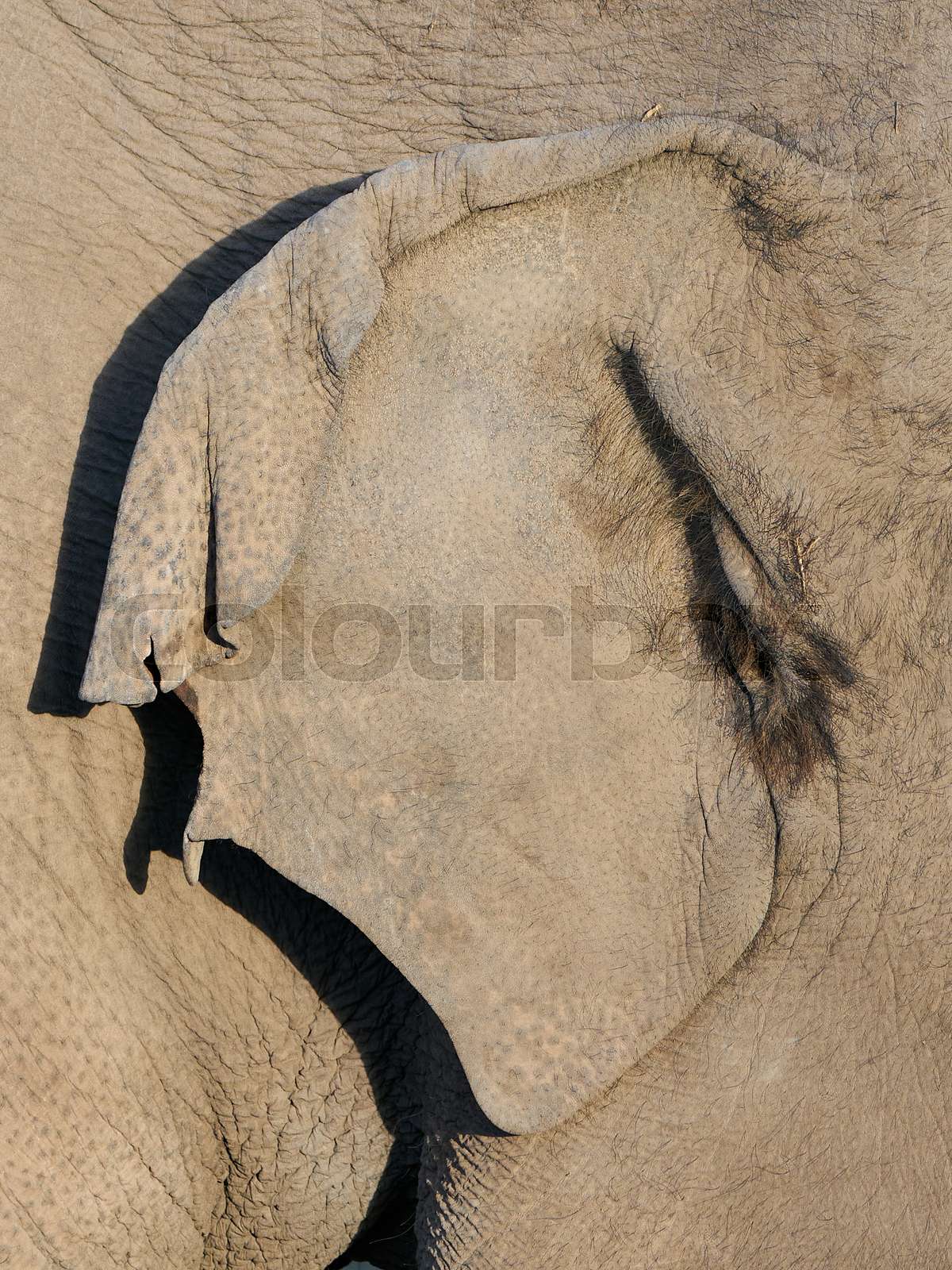 Elephants ear | Stock image | Colourbox
