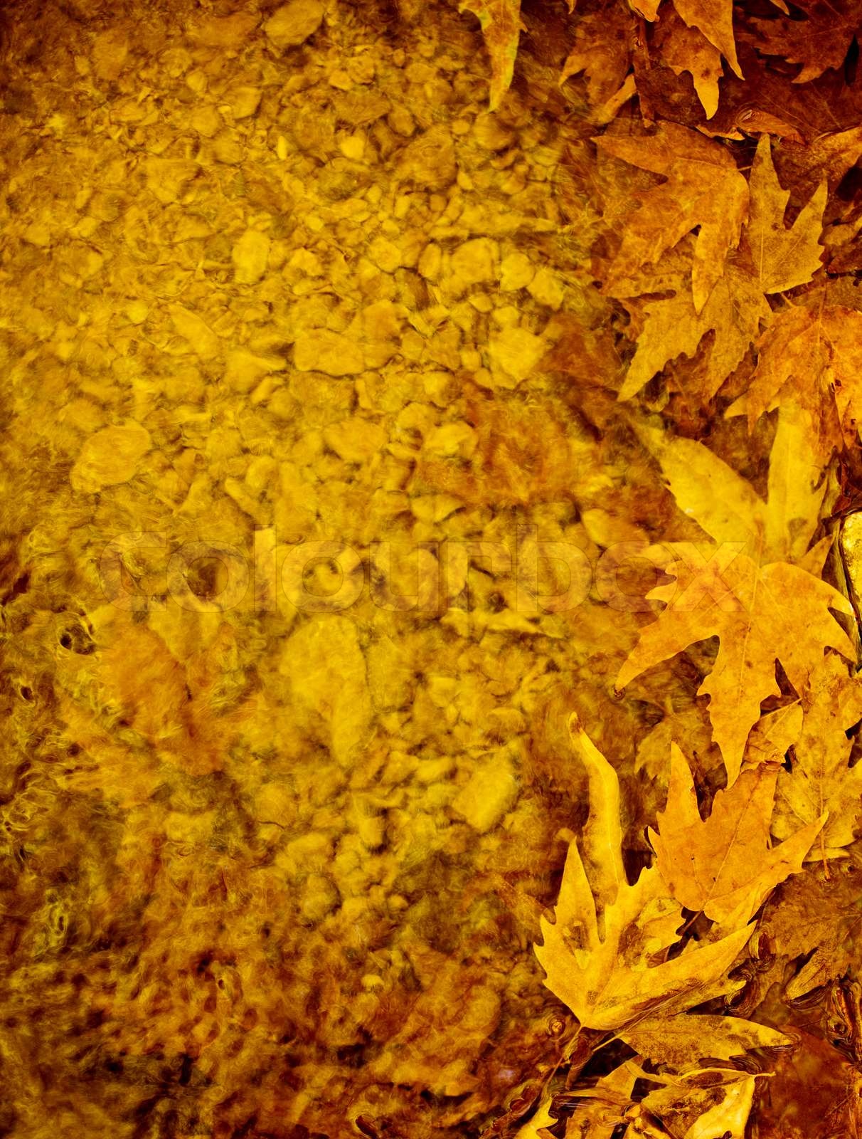 Autumn leaves border | Stock image | Colourbox